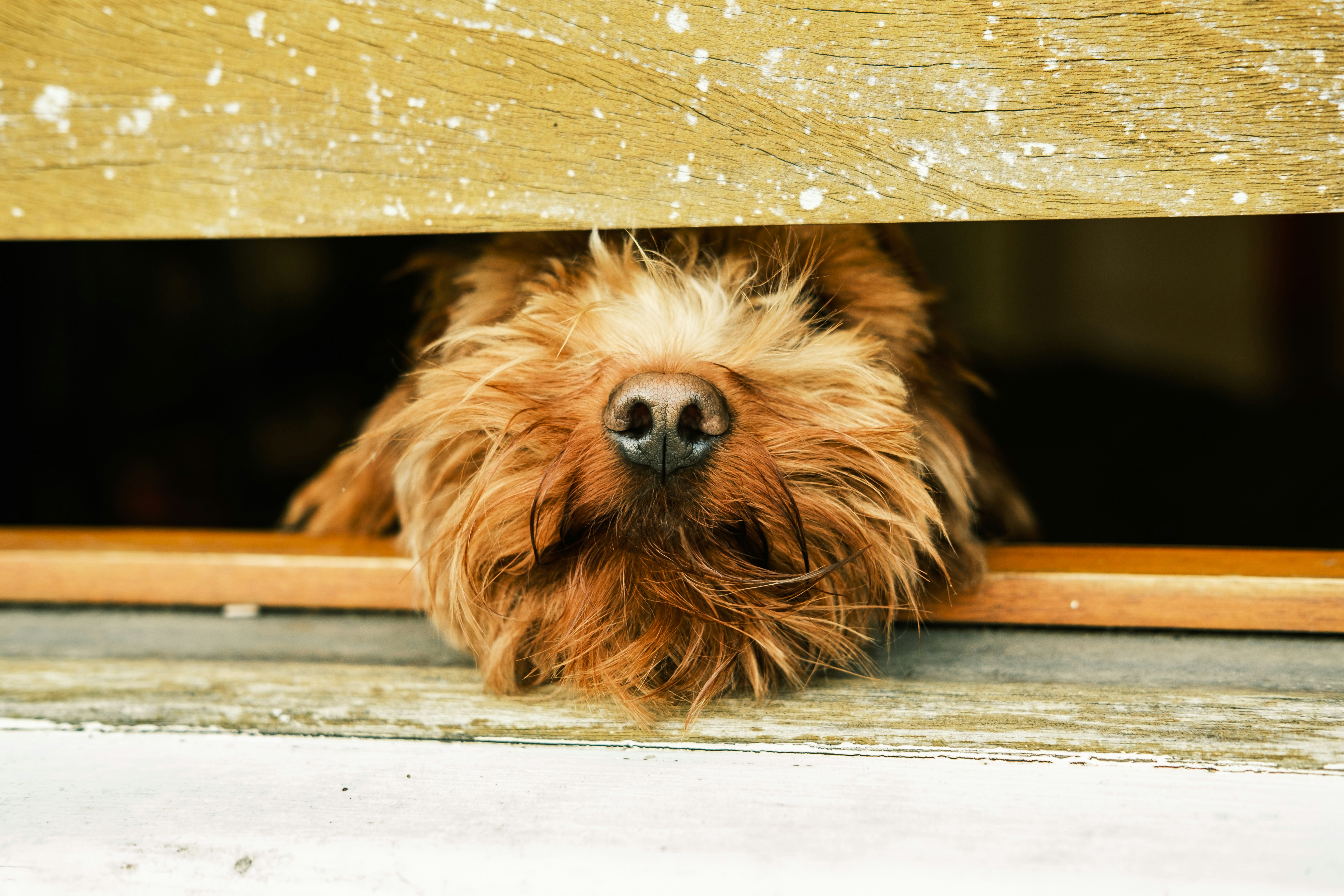 Nose at the Threshold: A Scruffy Terrier Peeks Through the Window