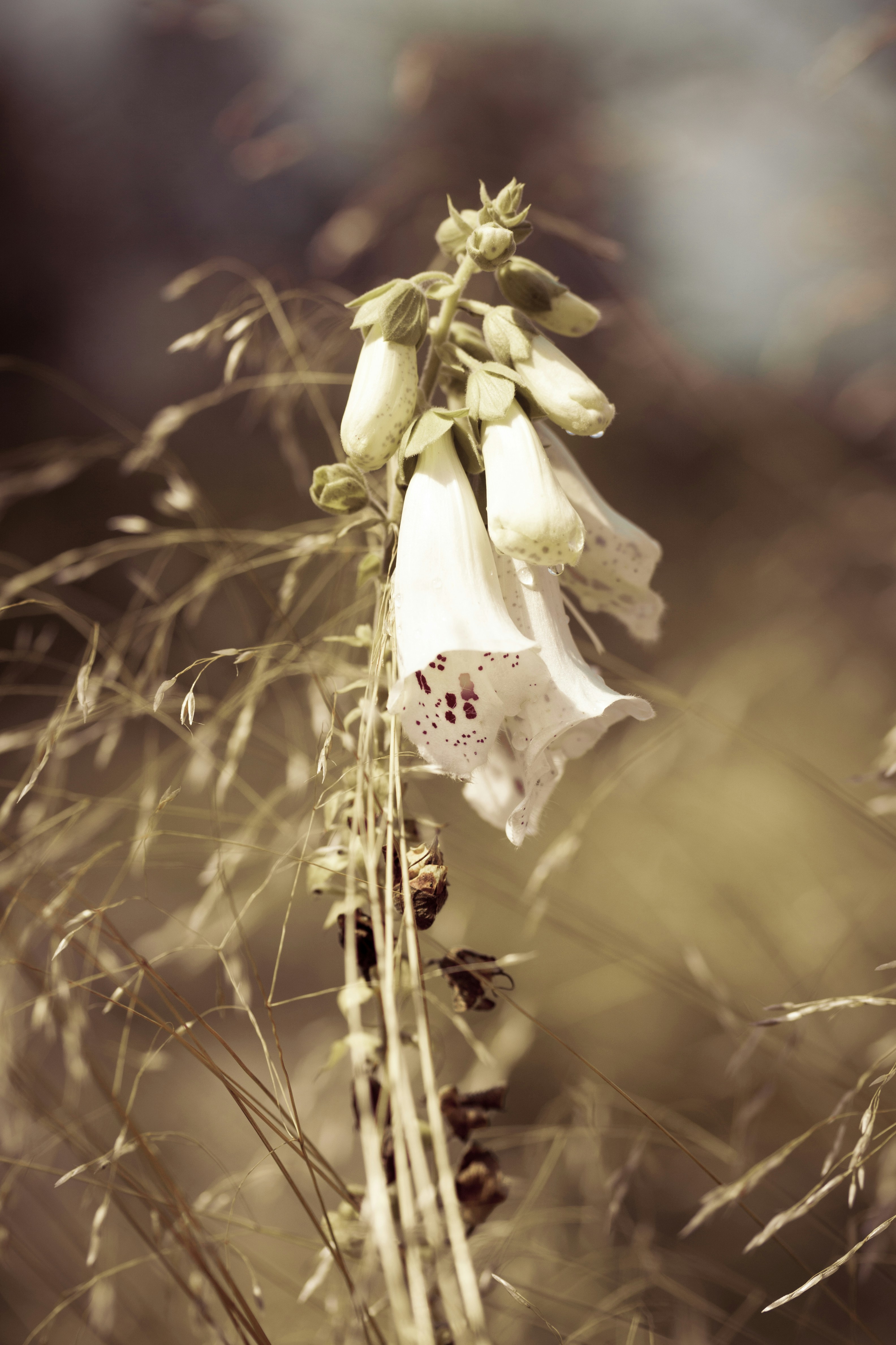 Solitary Foxglove in a Sepia-Soft Meadow