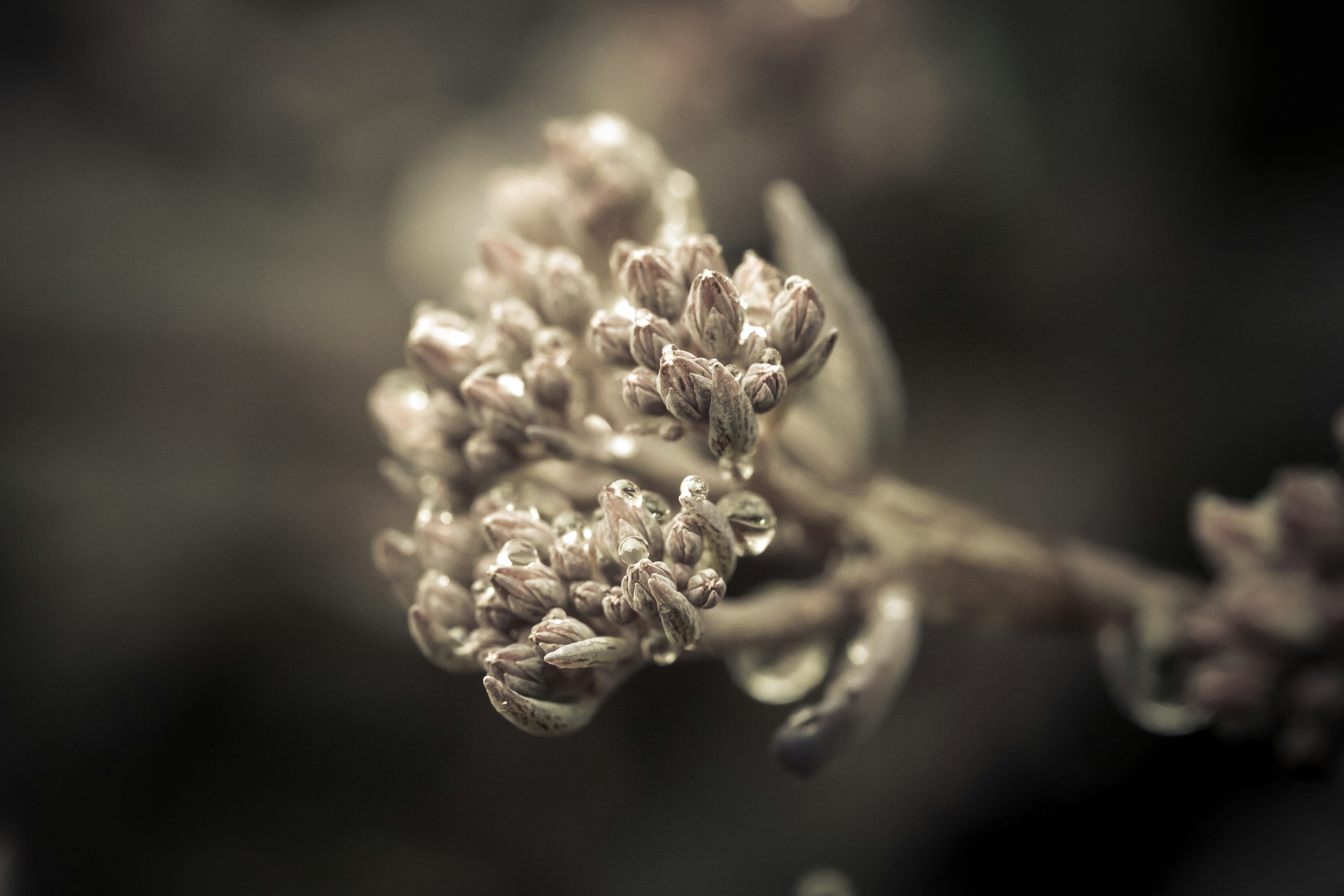 Budding Focus: Close-Up on a Softly Lit Bud Cluster
