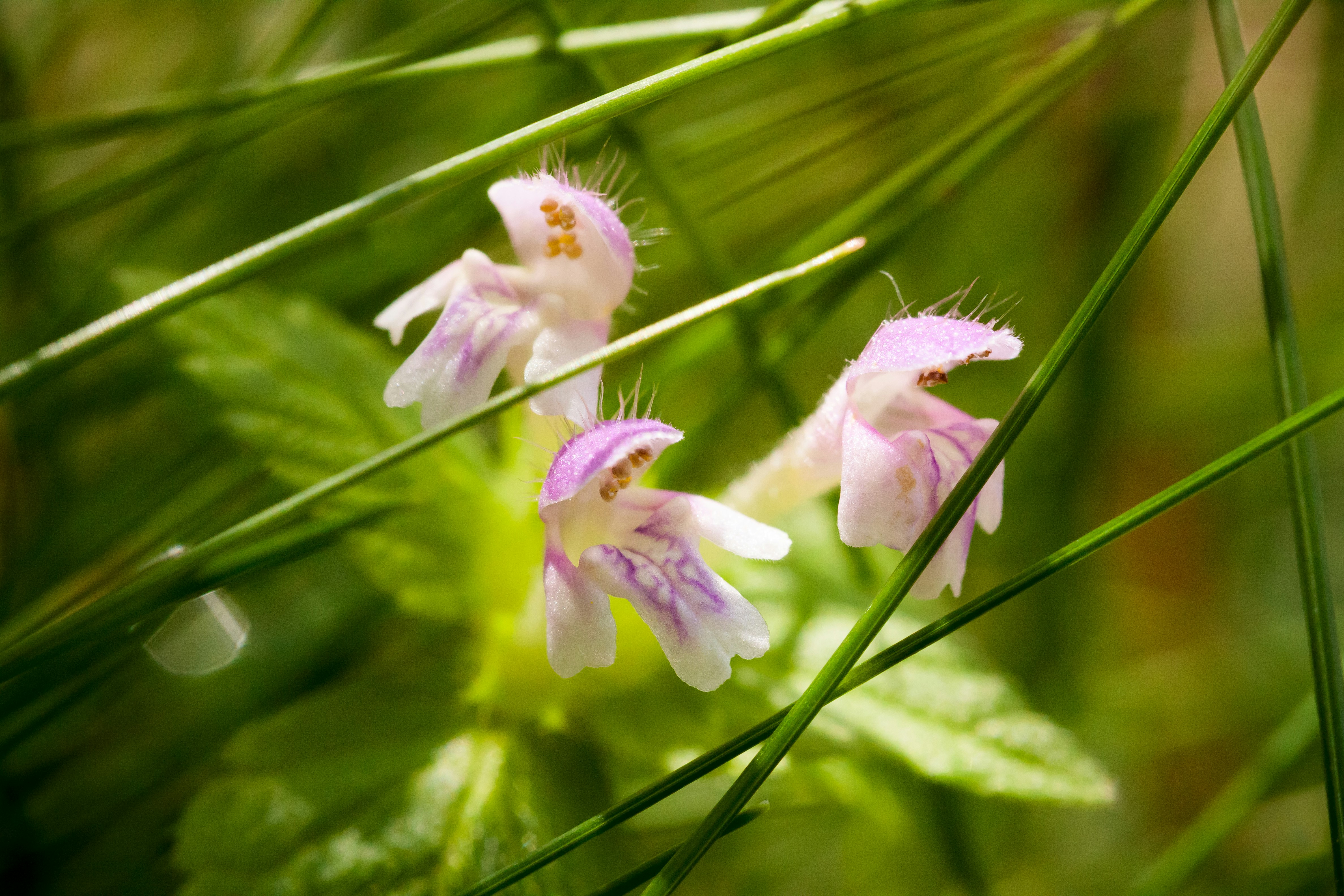Pink Blooms Weaving Through Grass: A Quiet Close-Up