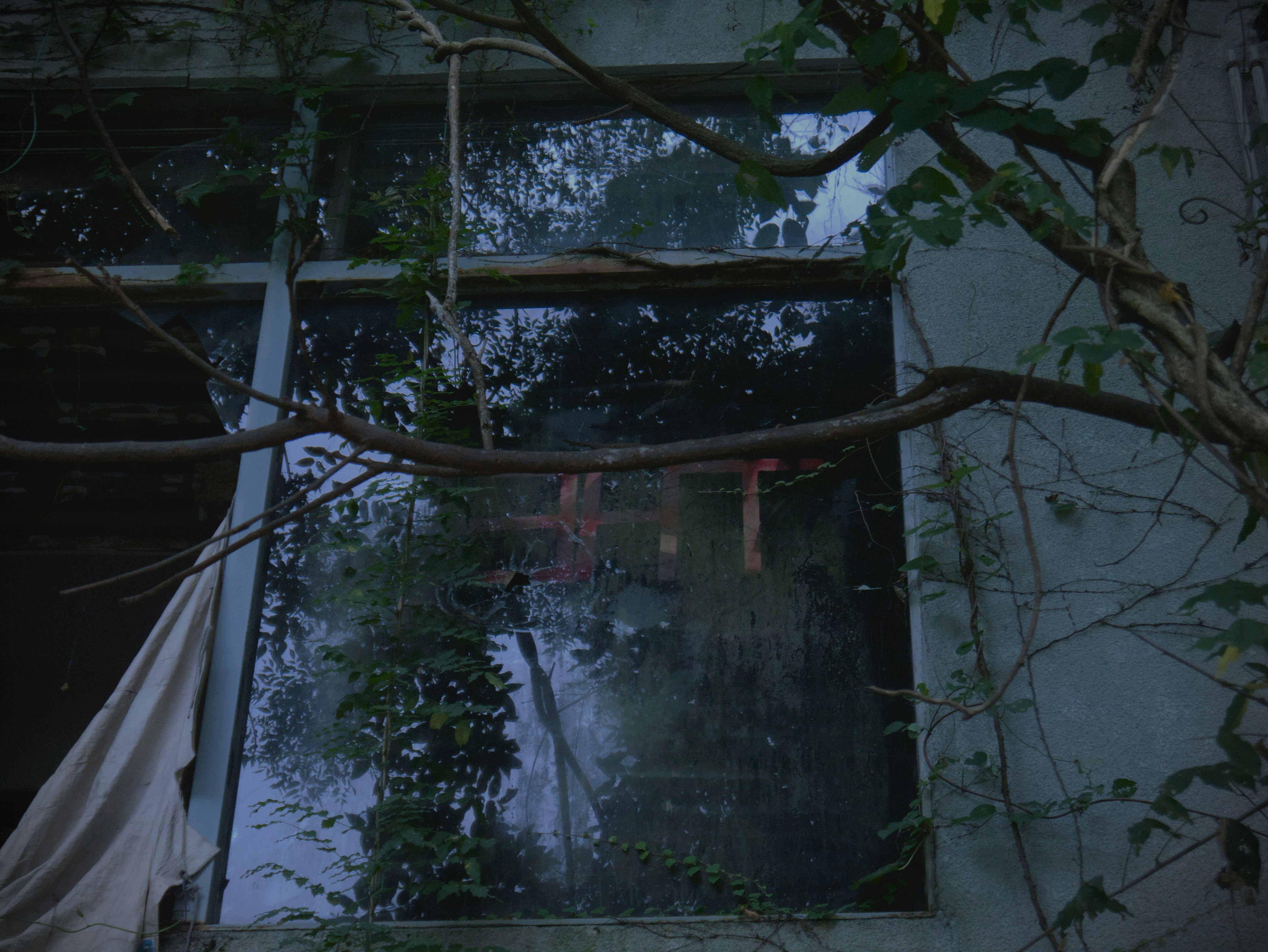 Overgrown branches frame a weathered window, reflecting a dense forest in dim light.