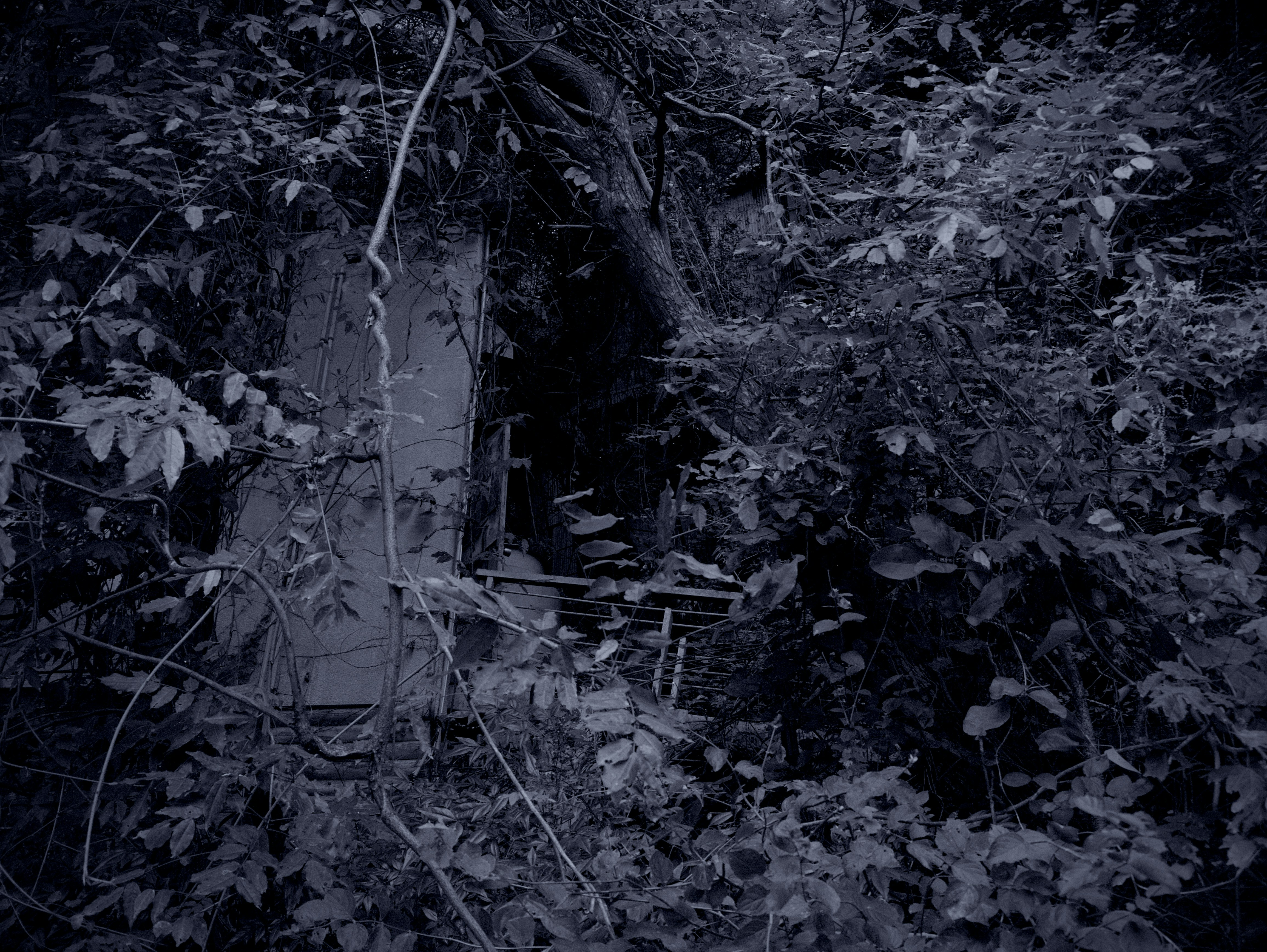 Doorway peeks through dense ivy in a shadowy, overgrown scene. This photograph frames a hidden entrance swallowed by foliage.