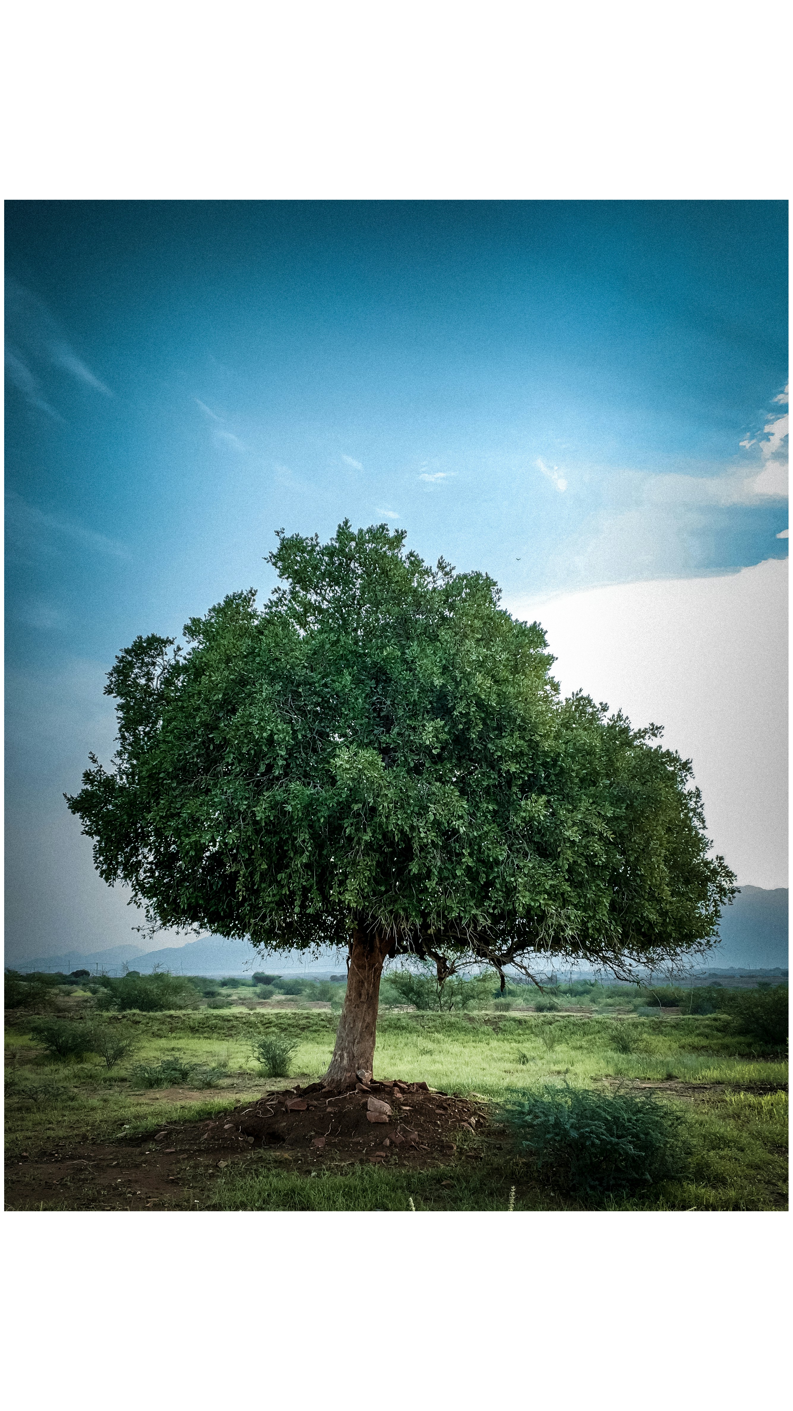Lone Canopy Against the Cerulean Sky