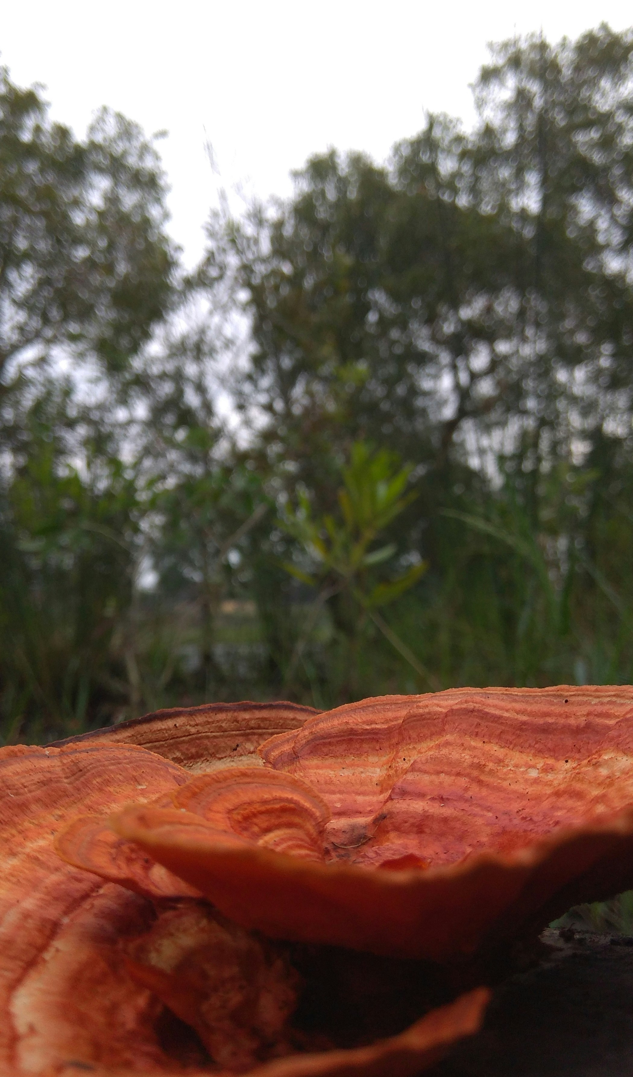 Close-up of a vibrant, reddish-brown fungus with intricate textures, set against a blurred green backdrop of foliage. The earthy tones highlight the beauty of nature's decay.