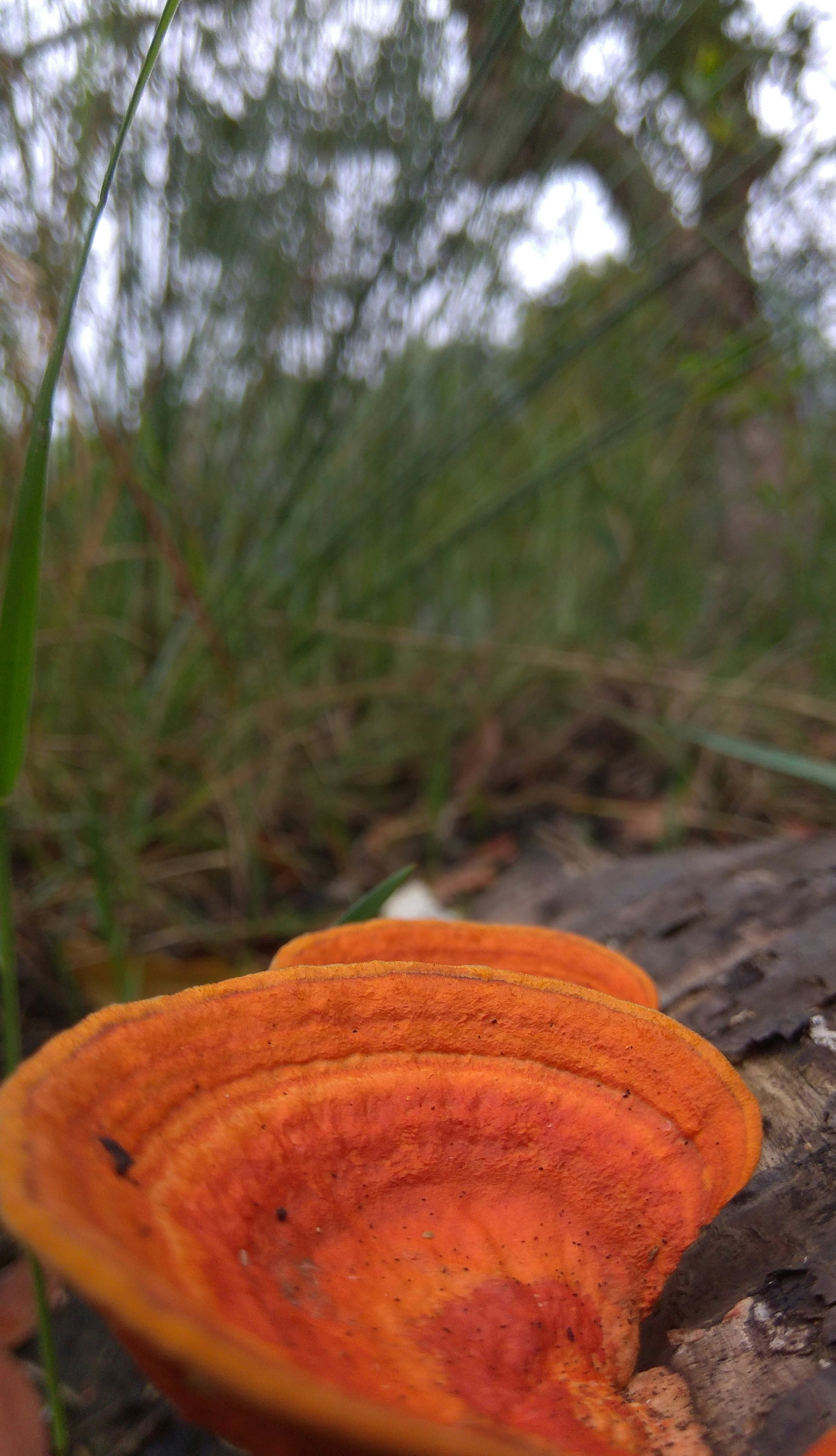 Close-up of vibrant orange shelf fungus (bracket fungus) growing on a weathered log with grass in the background.