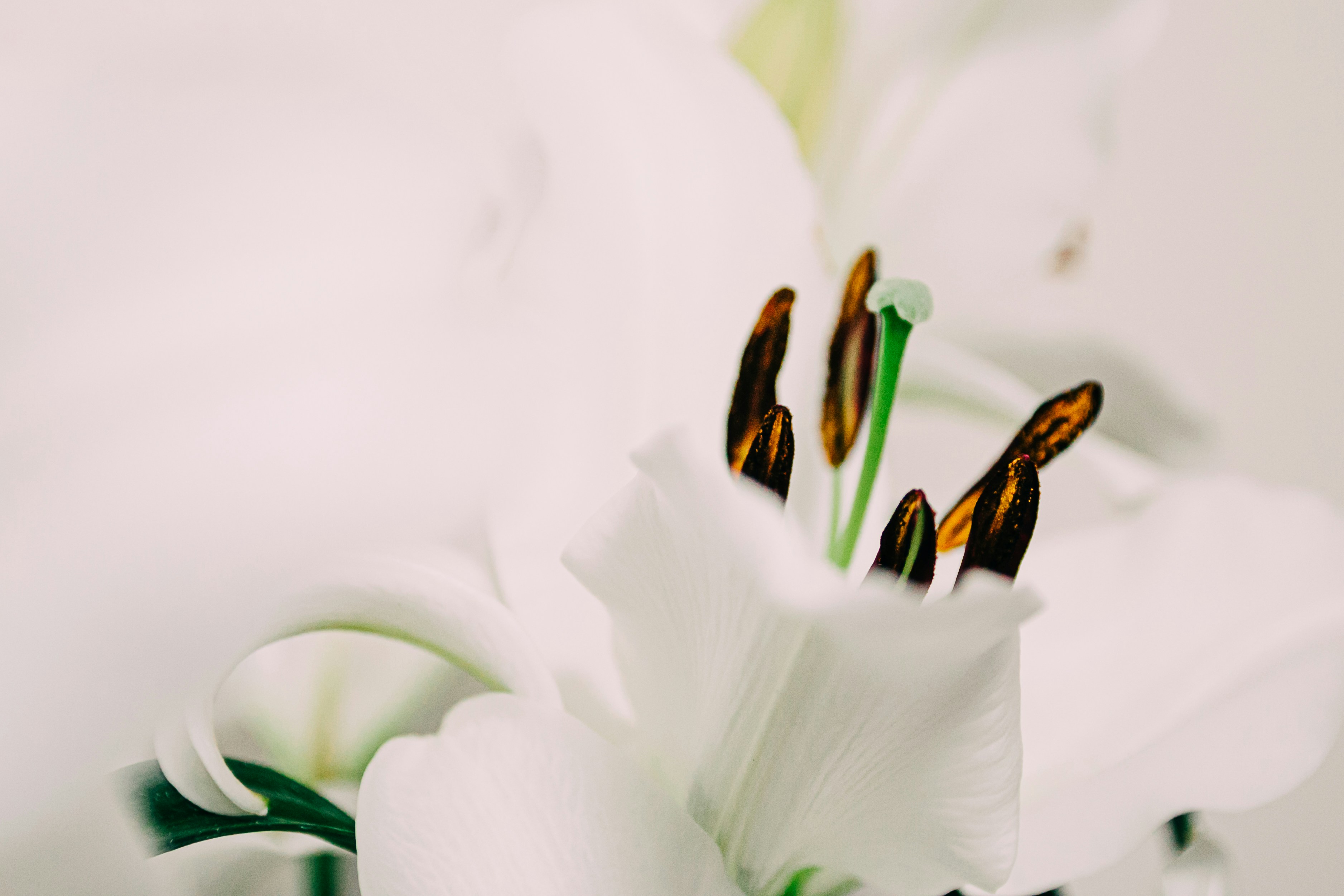 Stamen Spotlight: An Ivory Lily in Velvet Bloom