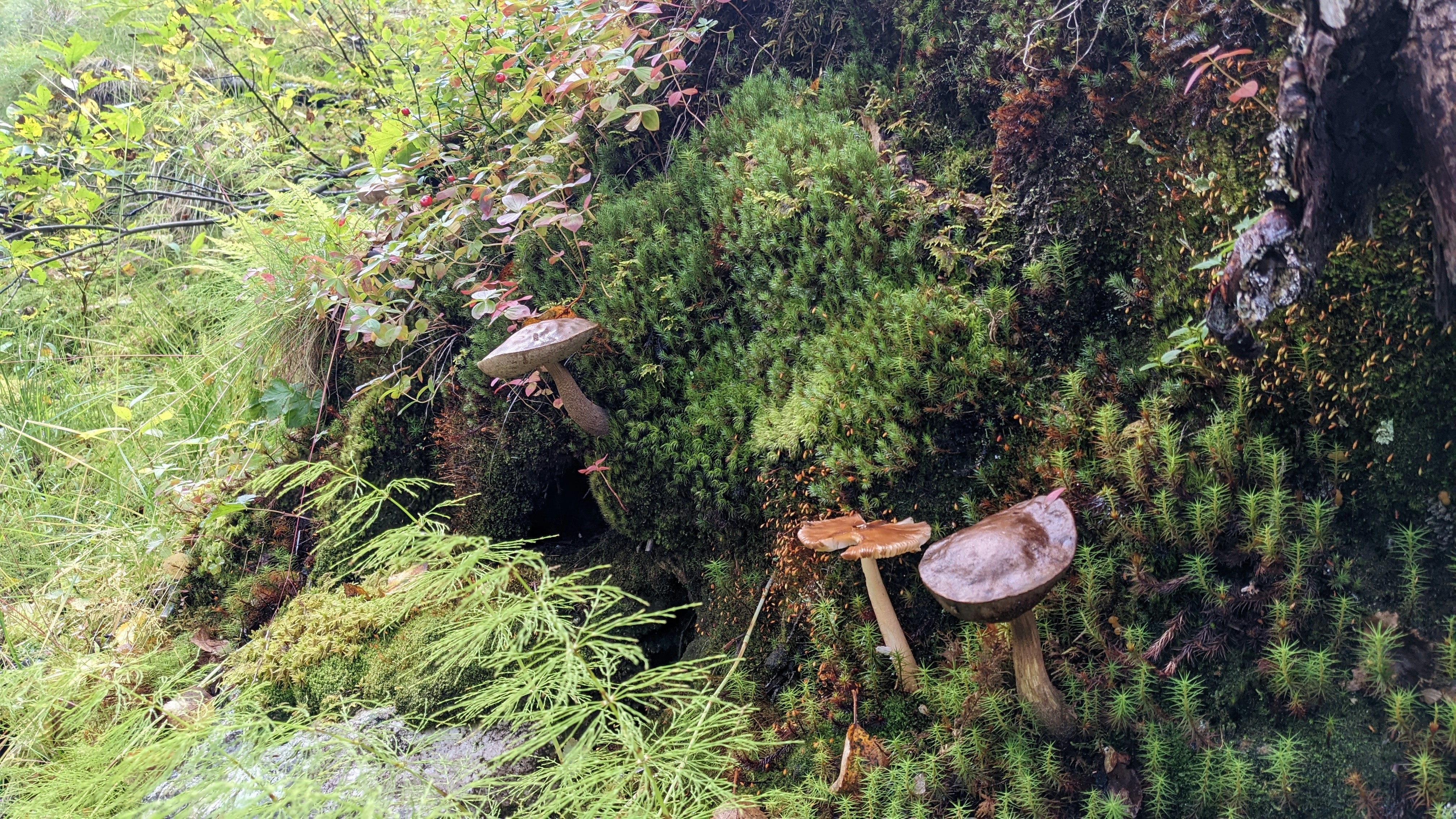 Three mushrooms nestled among lush greenery and moss, showcasing the intricate details of forest life. A serene representation of nature's ecosystem.