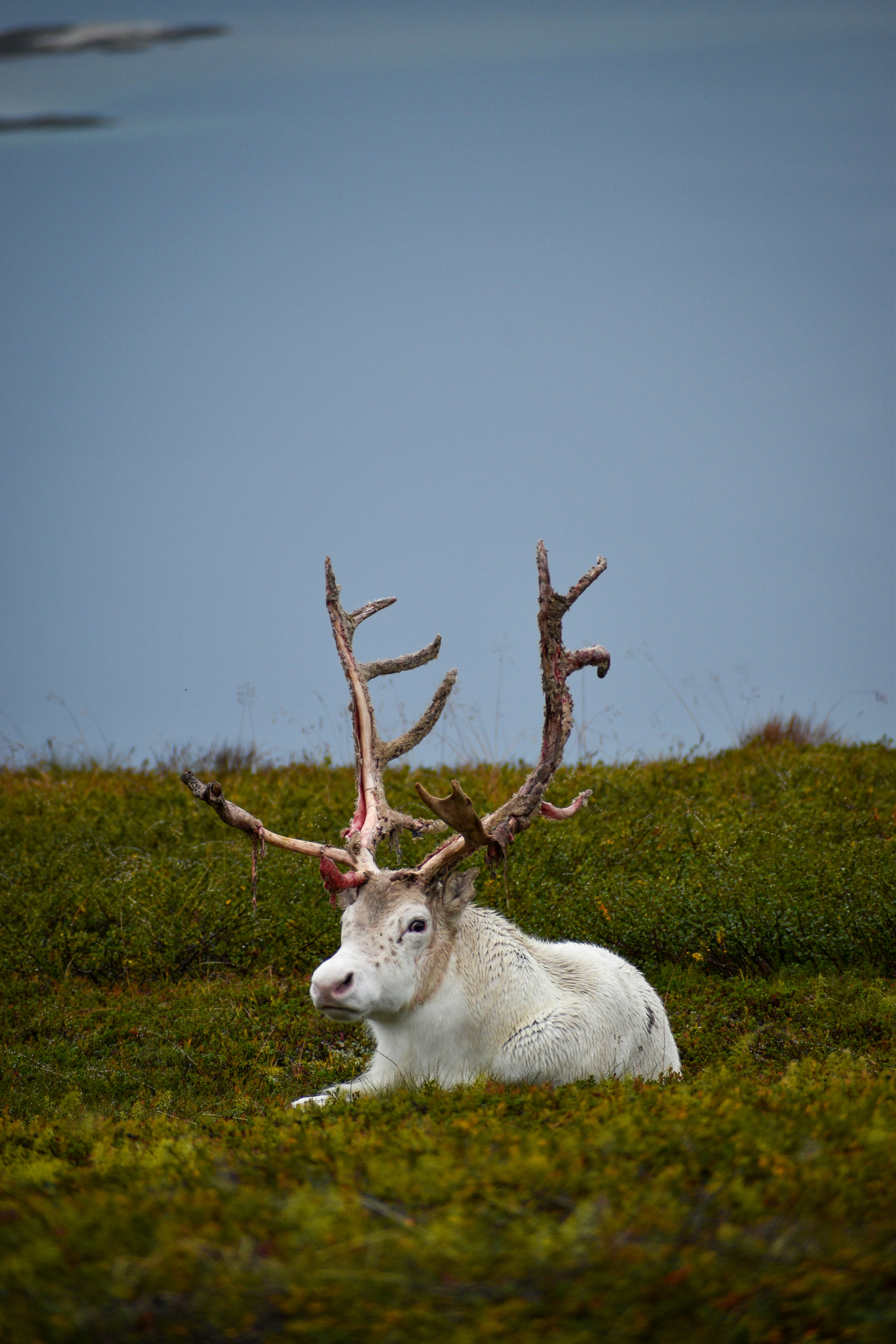White stag resting in a mossy tundra under vast blue sky