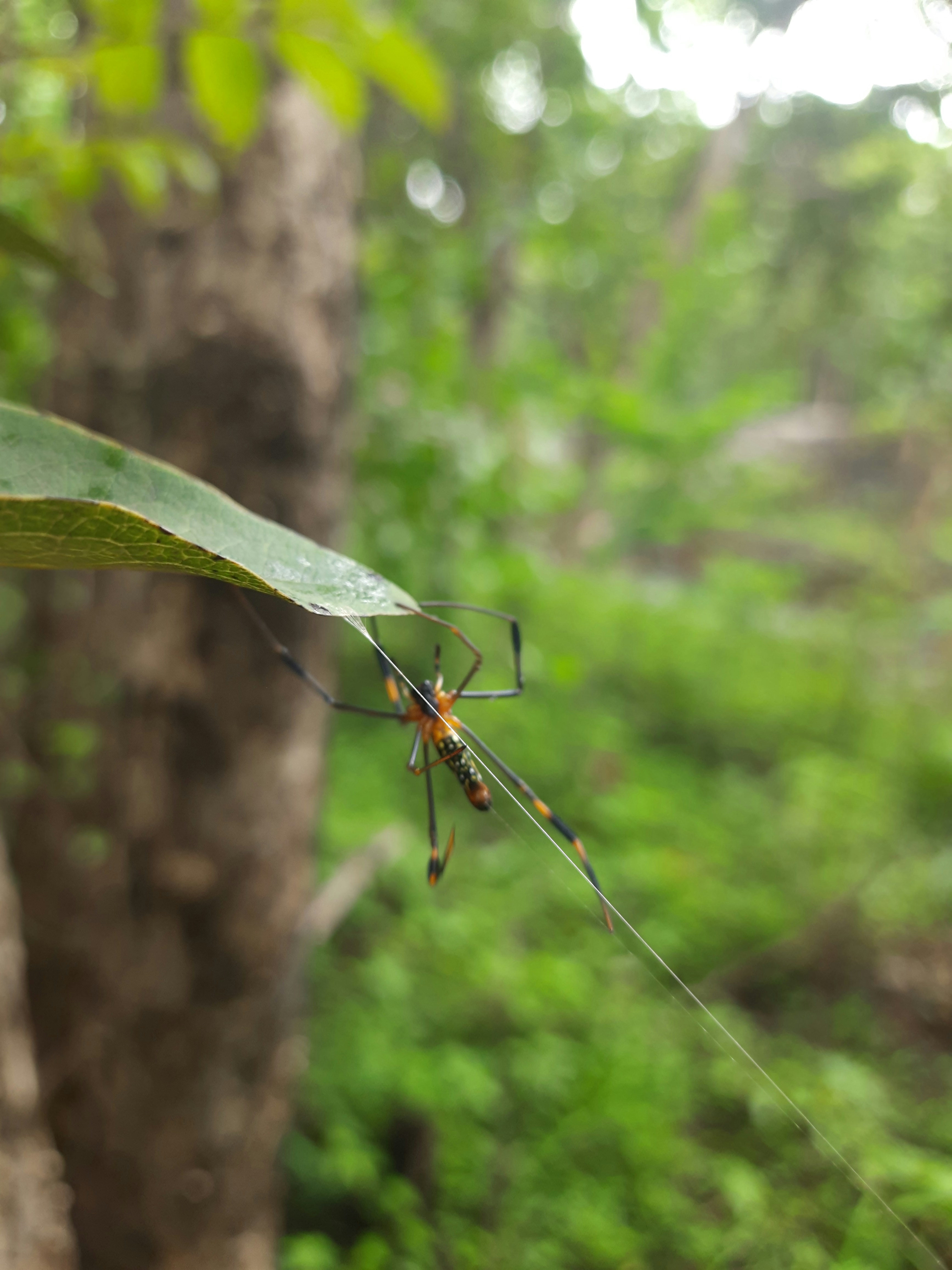a spider on a leaf