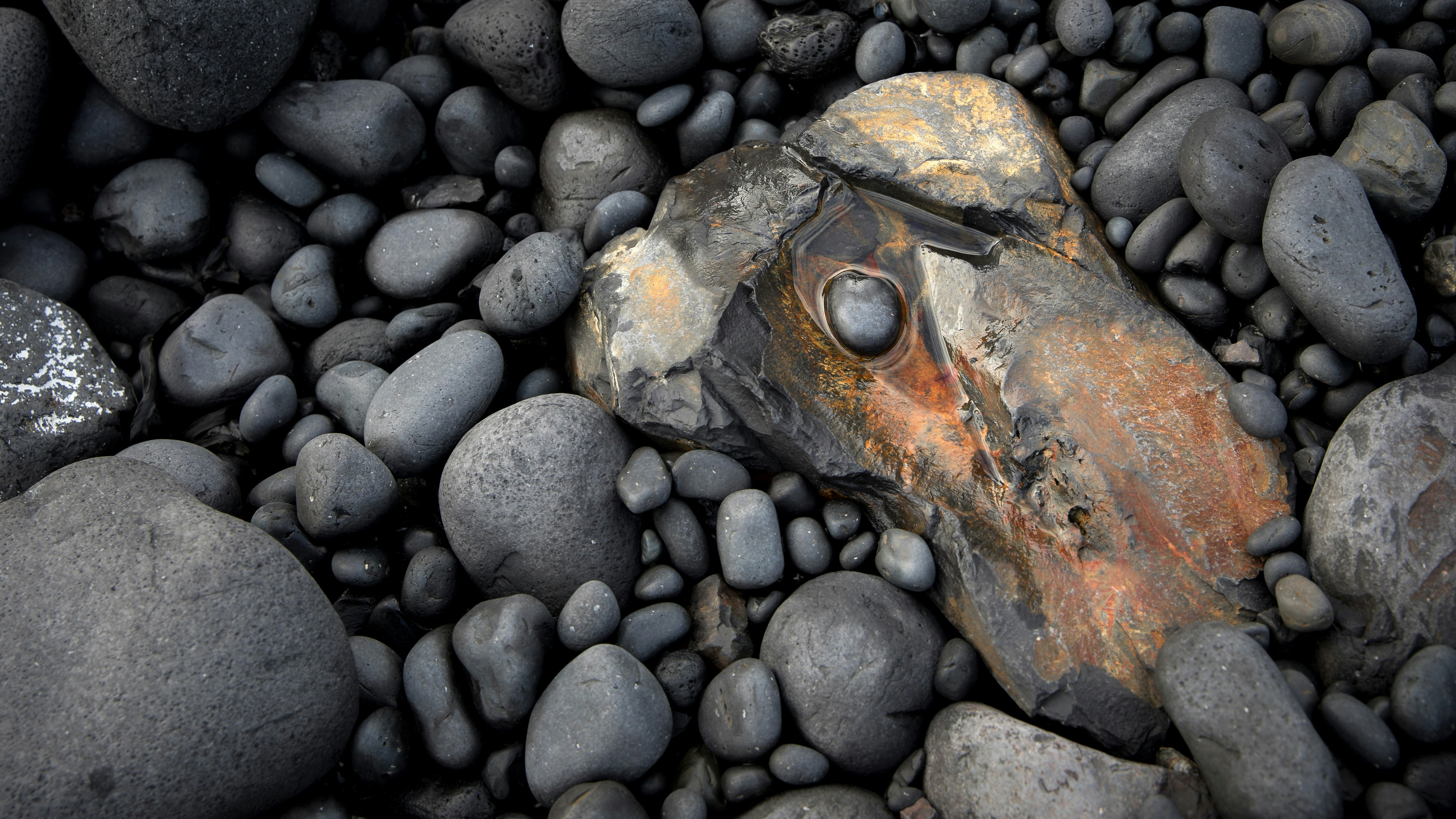 Iron Petals on a Pebble Shore