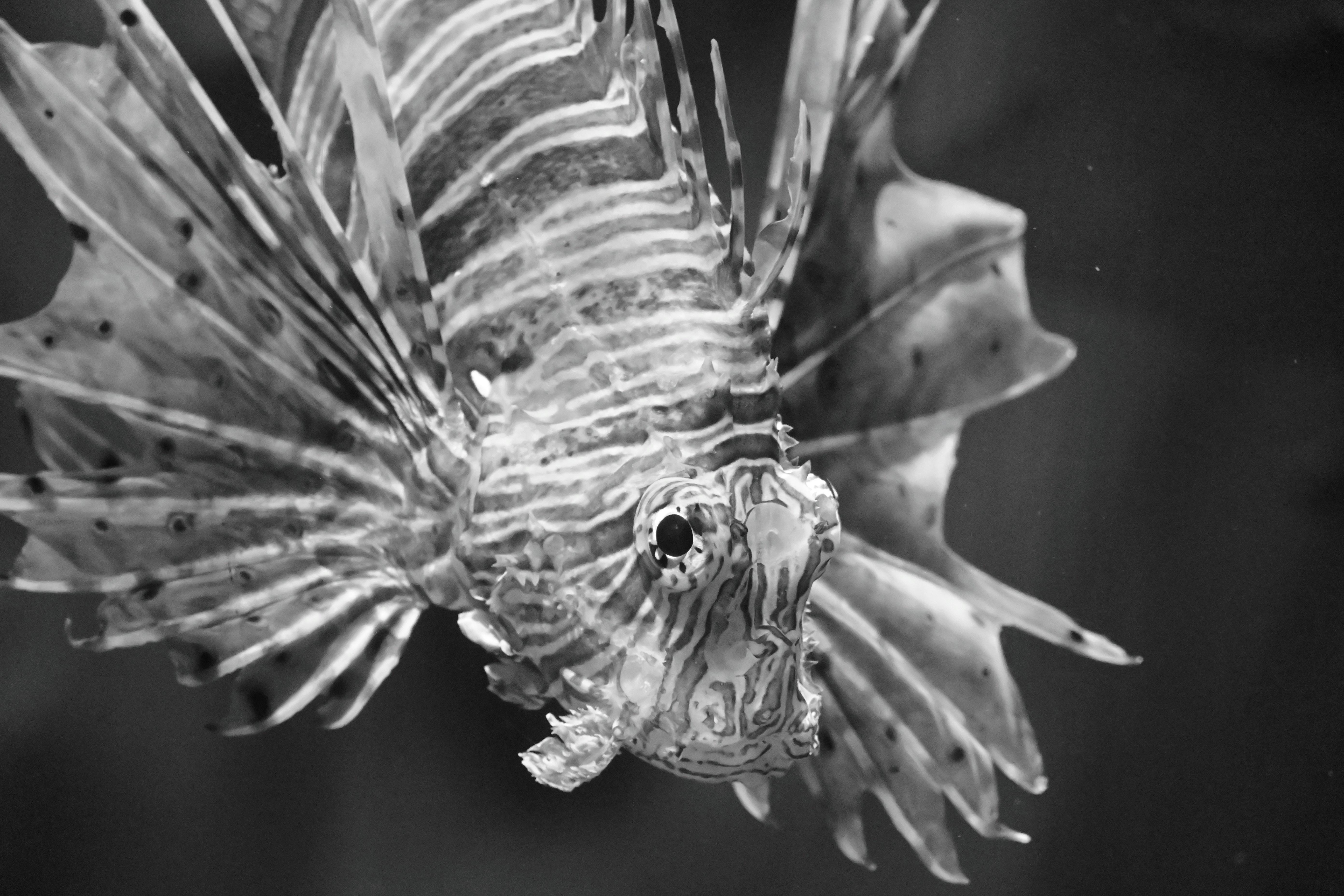 Intricate lionfish gliding gracefully through water, showcasing its striking fins and patterns in monochrome. 
