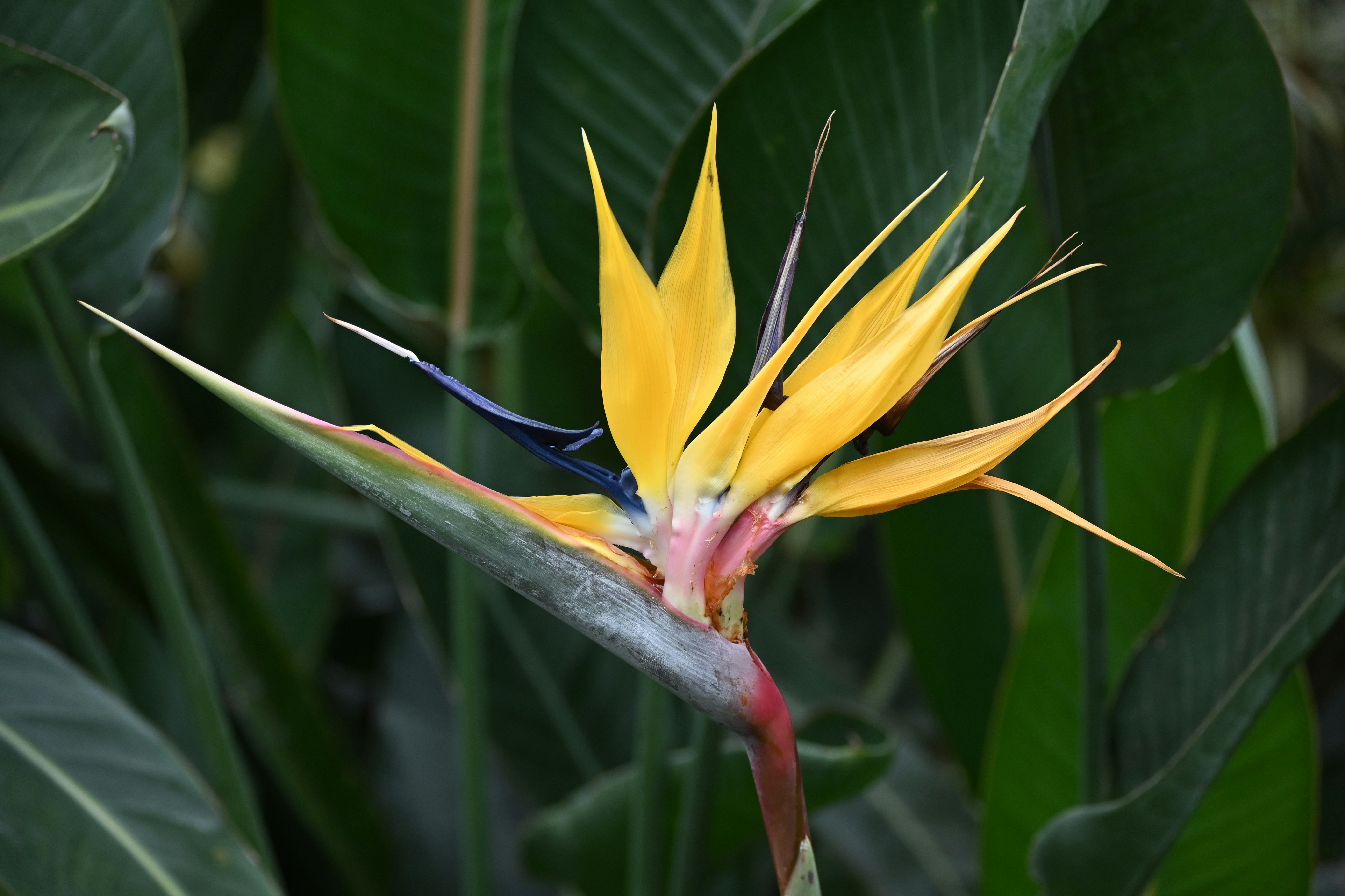 Bird of Paradise Bloom: Neon Yellow Sails Against Dense Tropical Foliage