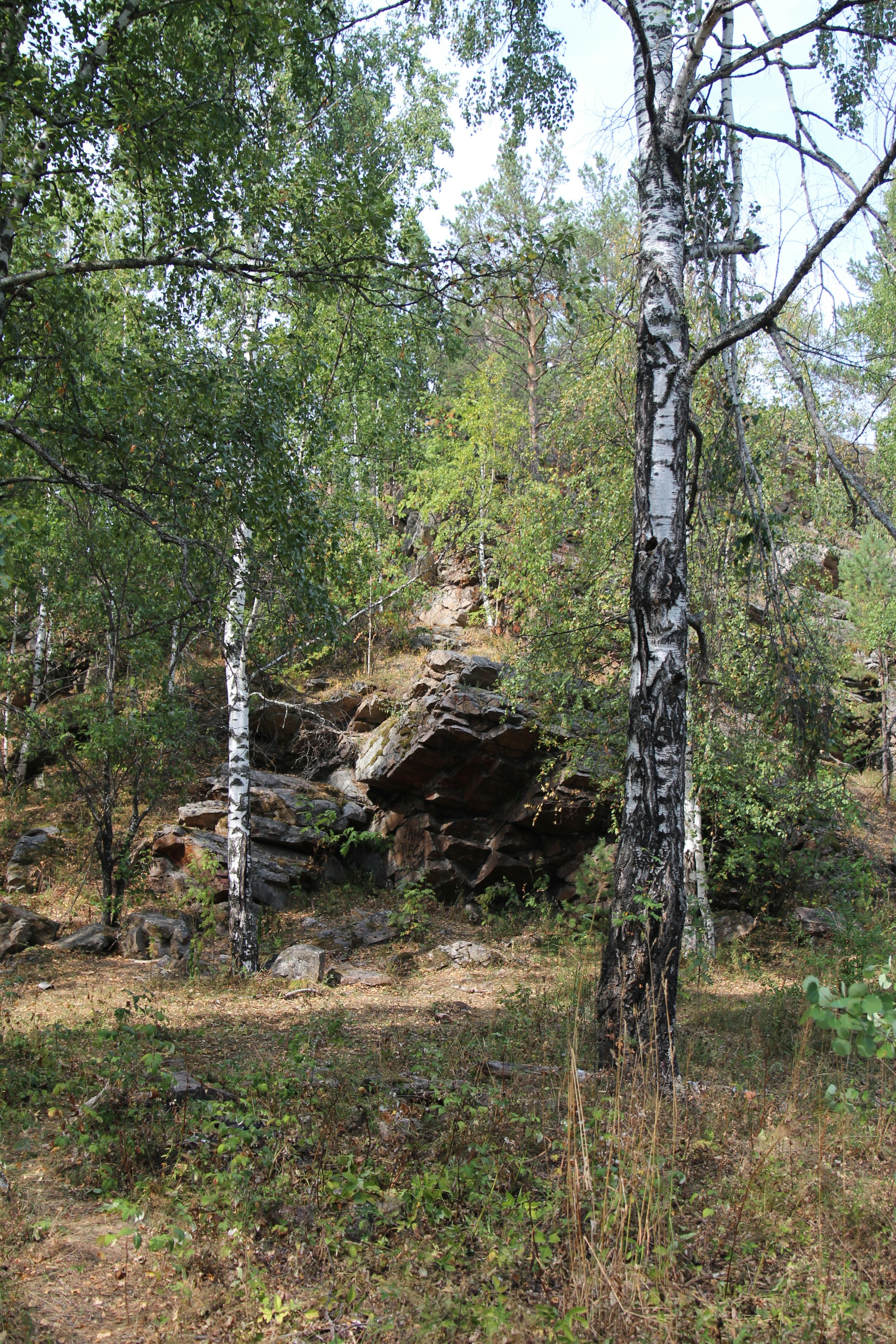 Birch Sentinels Amidst Rocky Woodland