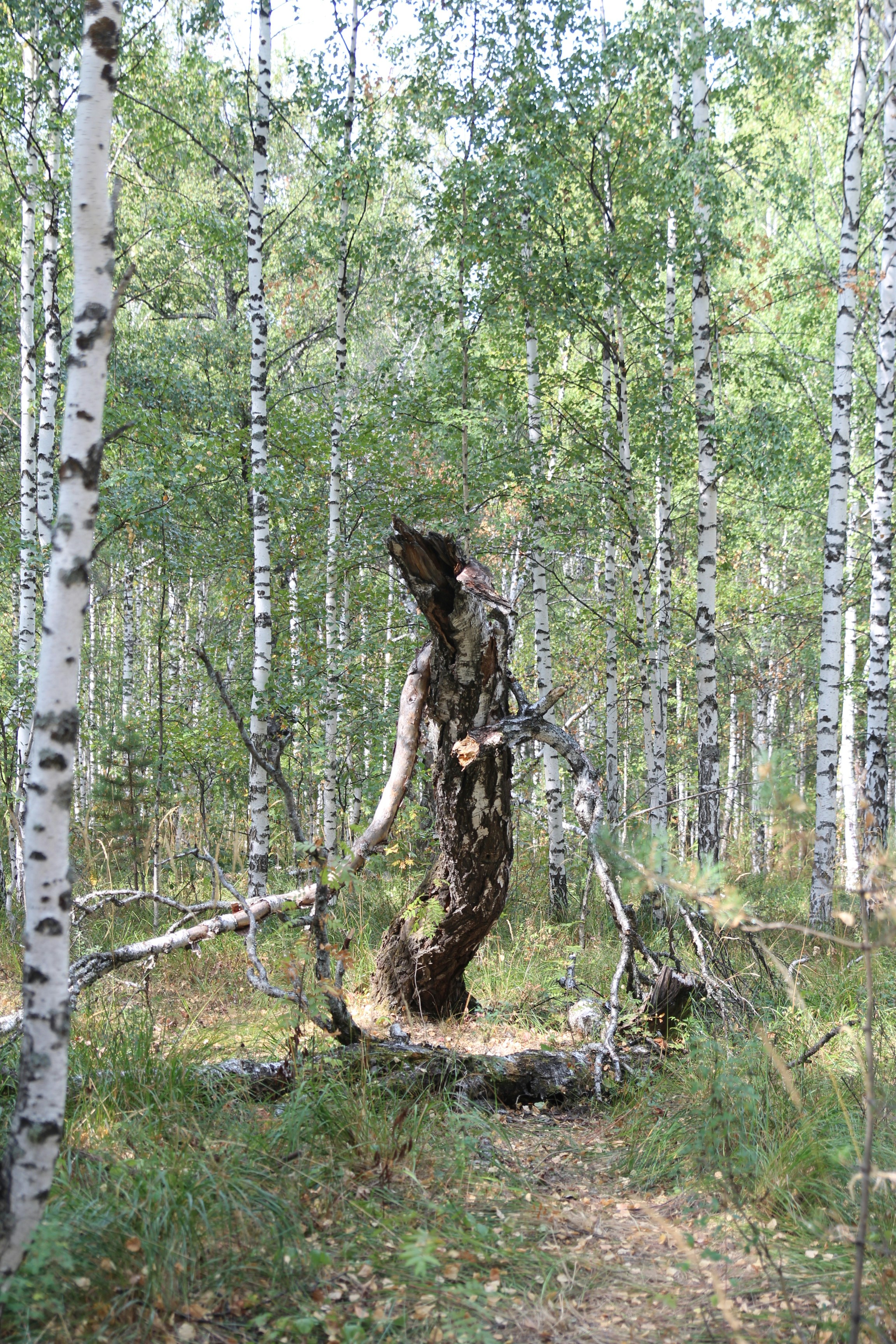 Twisted Sentinel Amid a Birch Grove