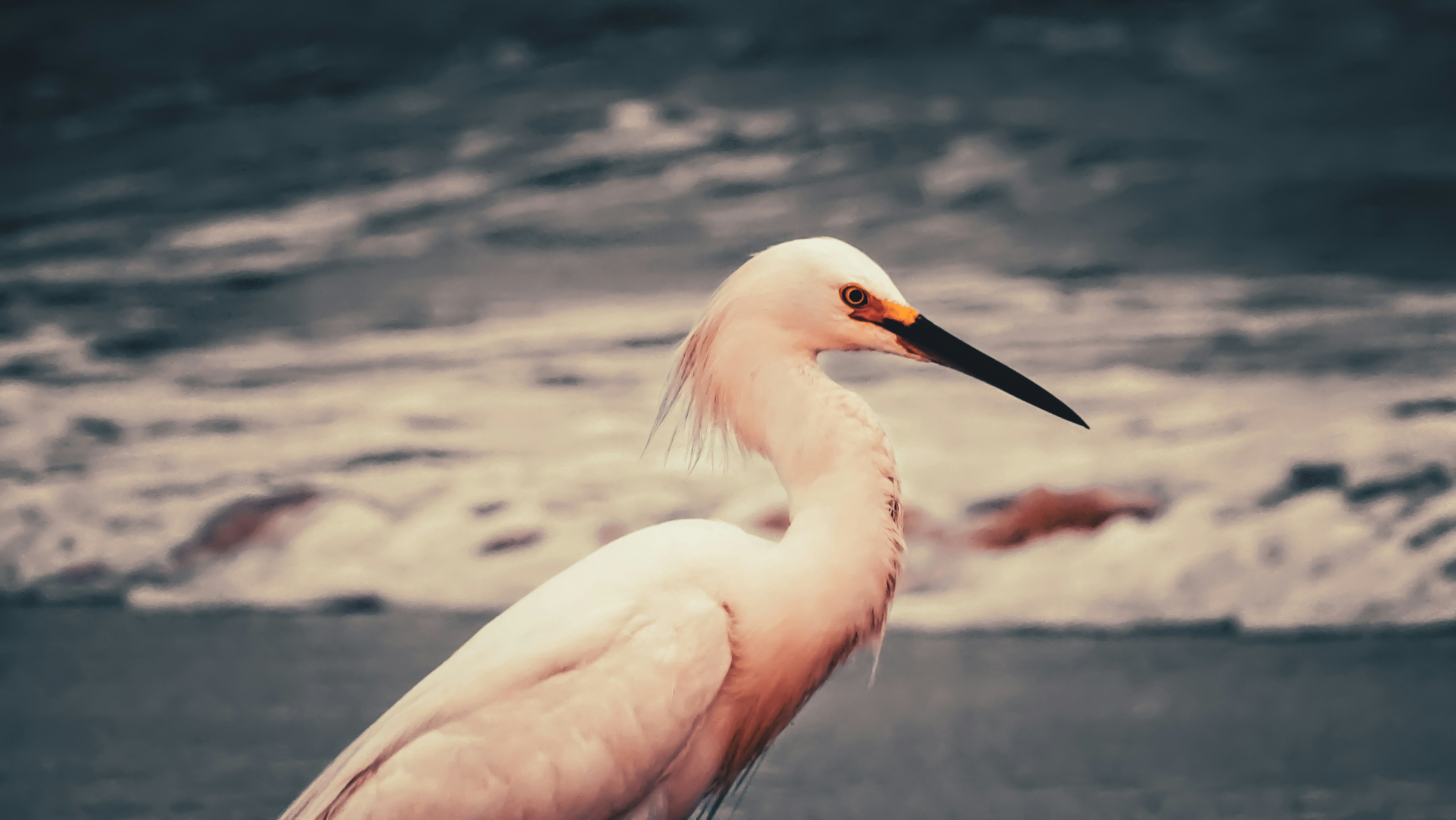 A graceful white heron stands poised against a backdrop of rolling waves, embodying serenity and focus.