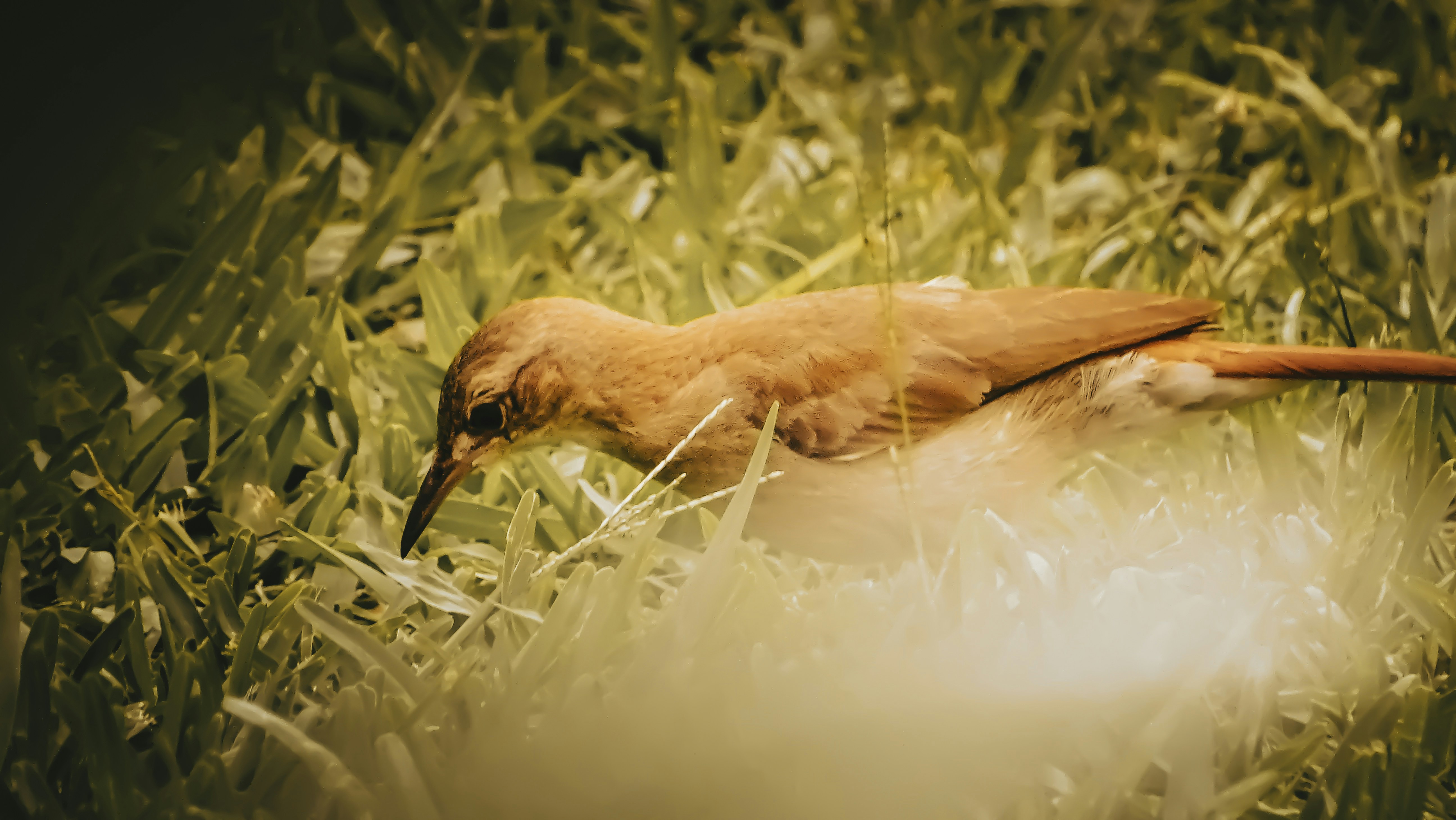 Goldlit Forager: A Brown Bird Probing a Sunlit Meadow