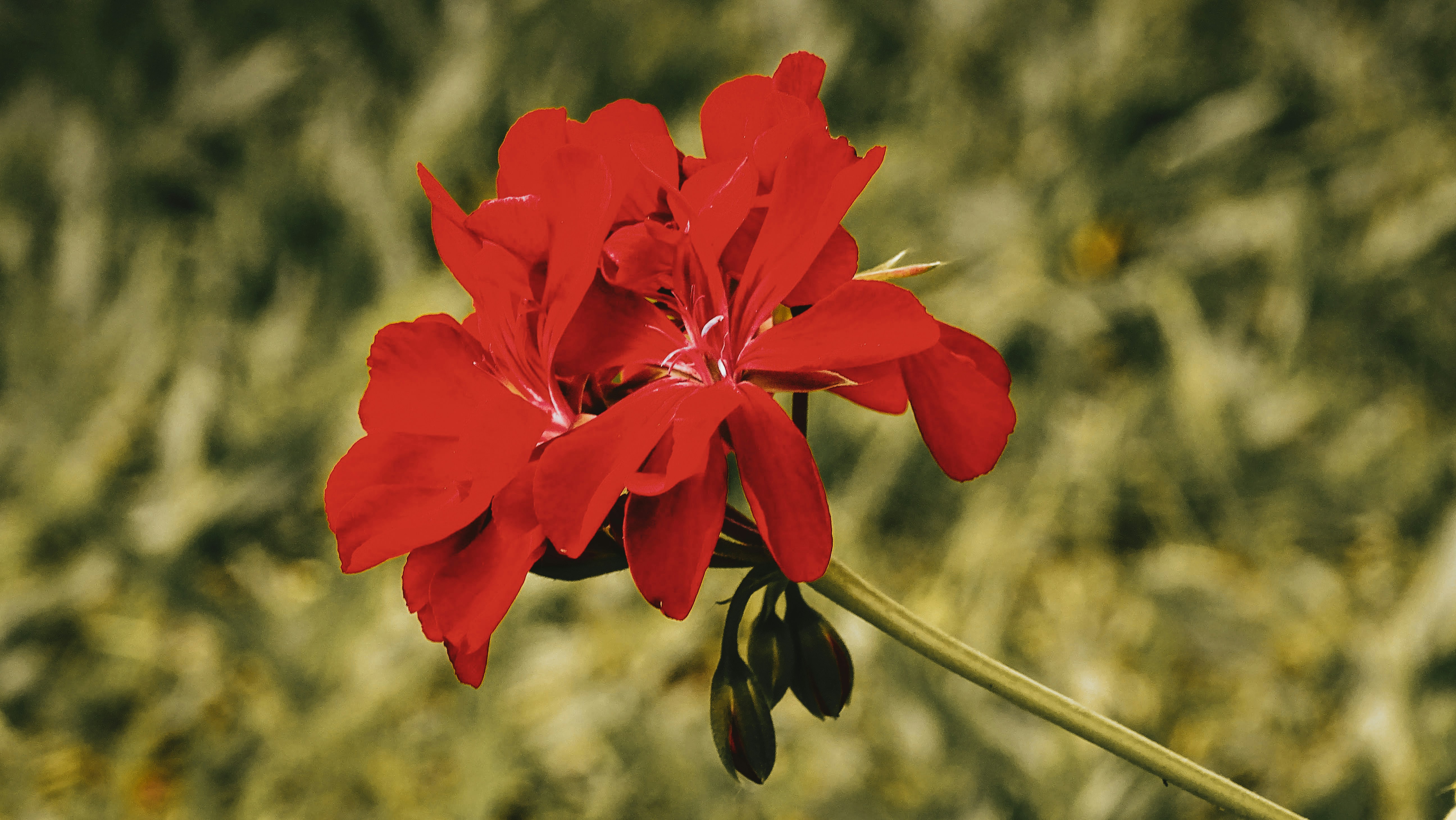Crimson Geranium on a Slim Stem: Precision Amid a Velvet Green Blur