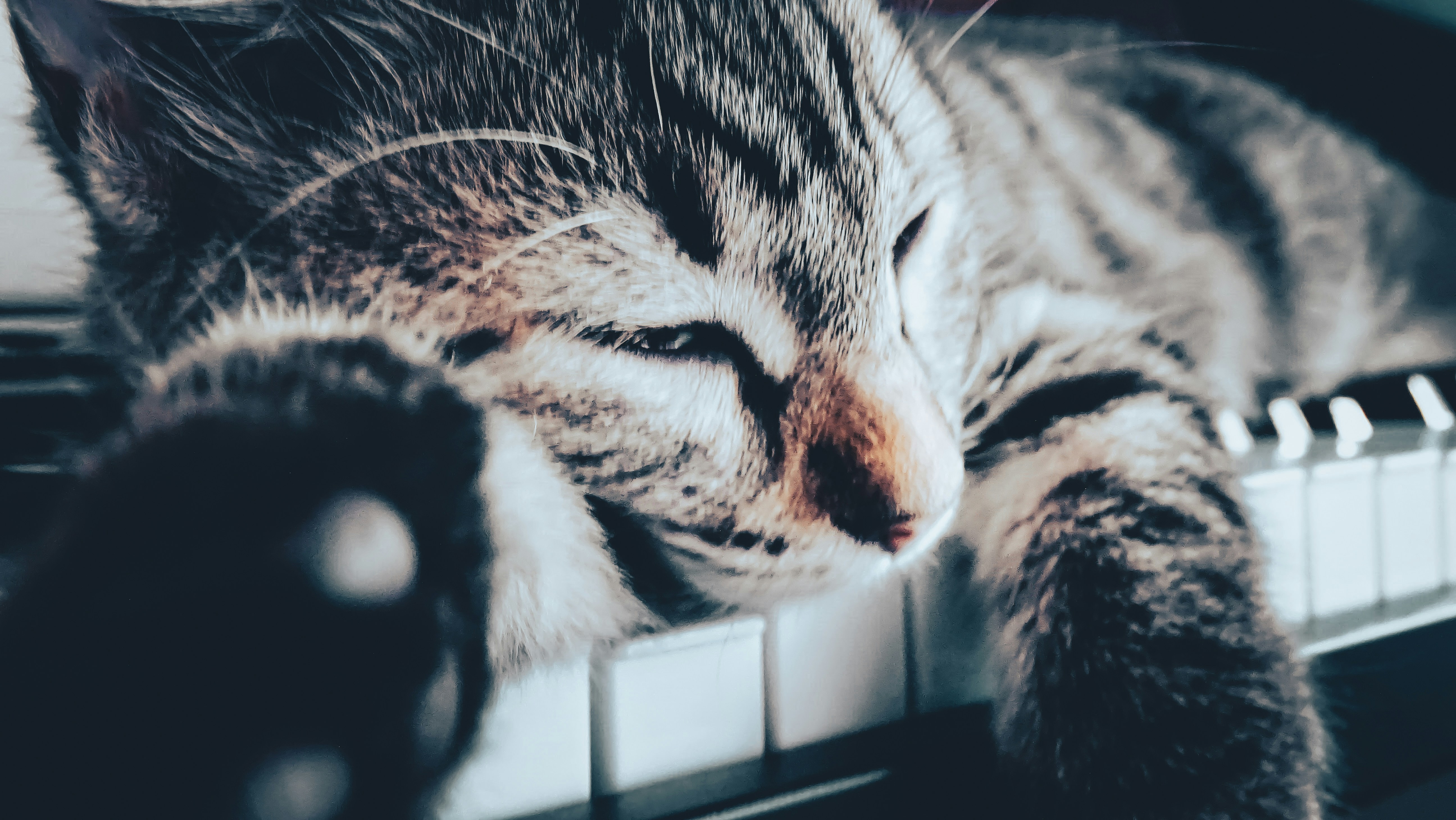 cat poses | 100+ best free photos on Unsplash