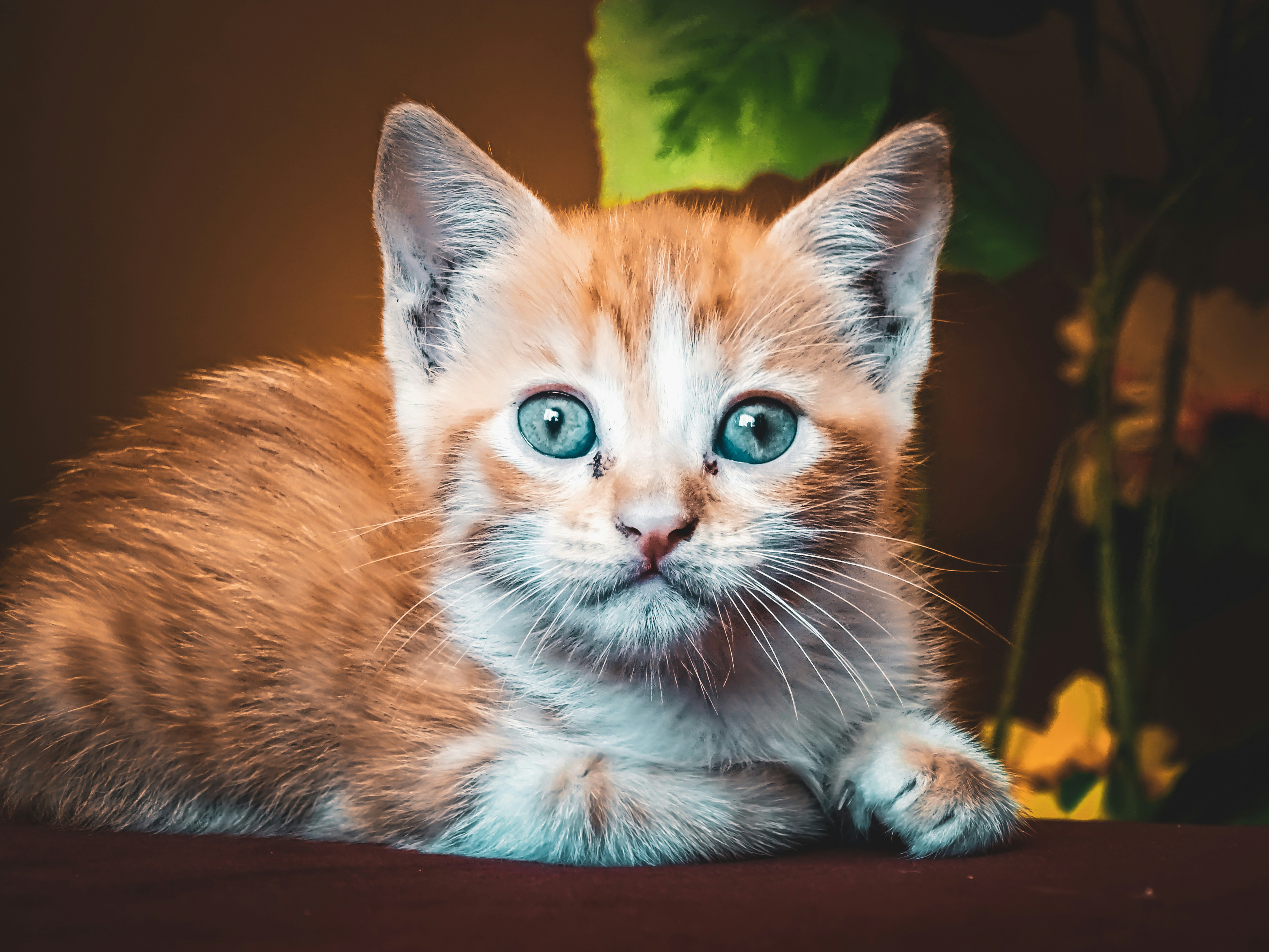 A playful orange kitten with striking blue eyes rests on a surface, surrounded by soft foliage. Its curious expression captures the essence of youthful curiosity.