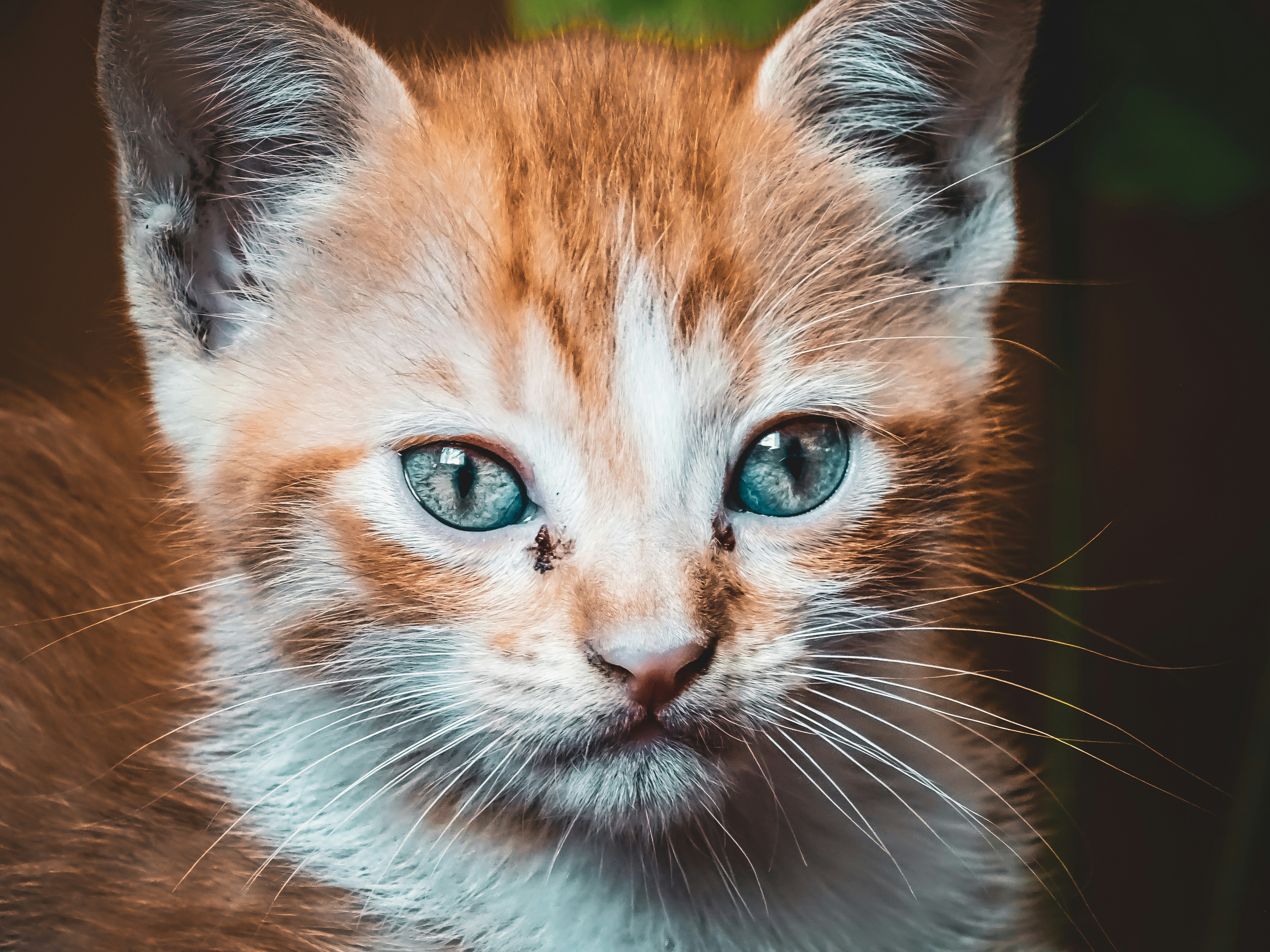 Ginger Cat With Blue Eyes