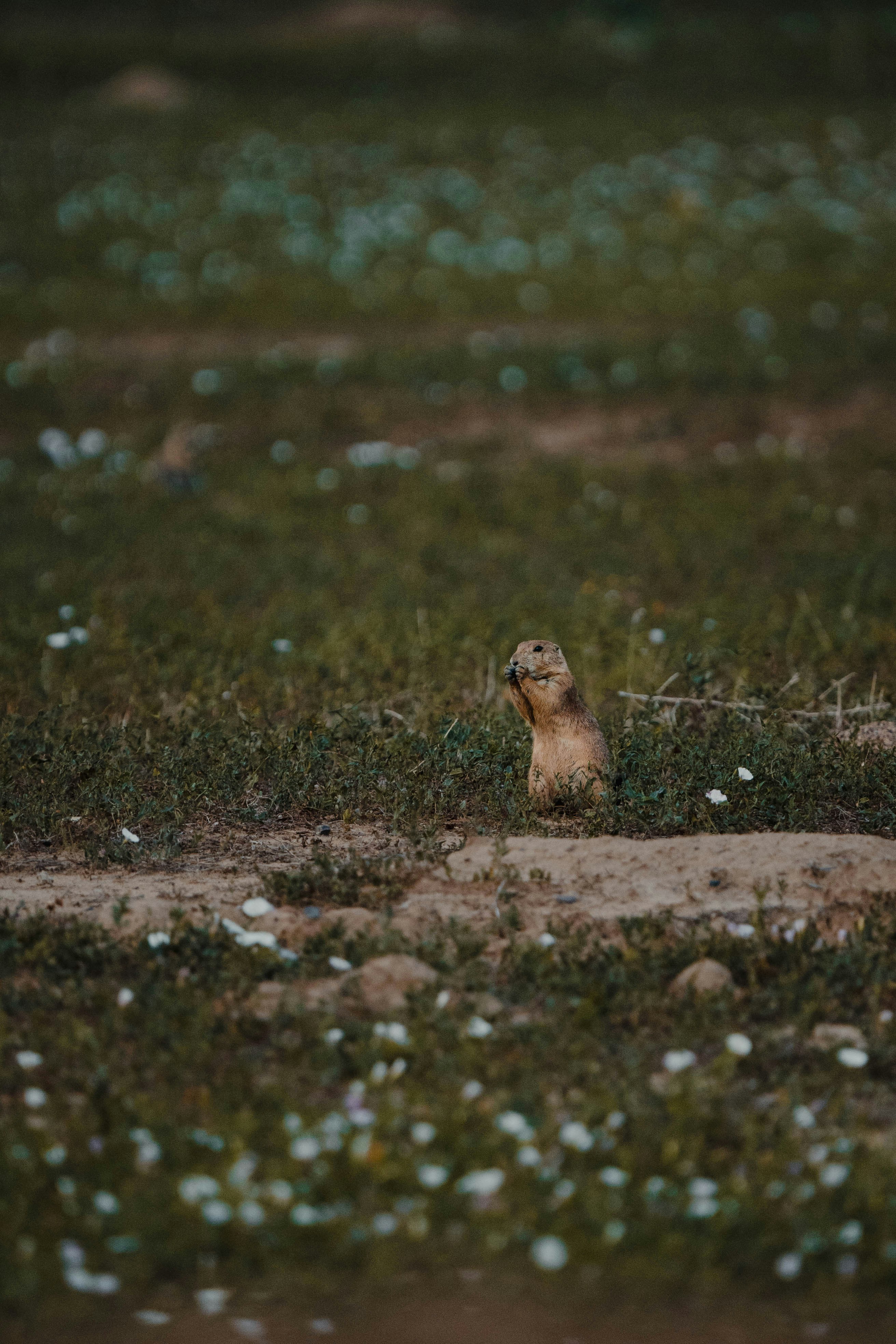 Whiskered Sentinel in a Field of Daisies