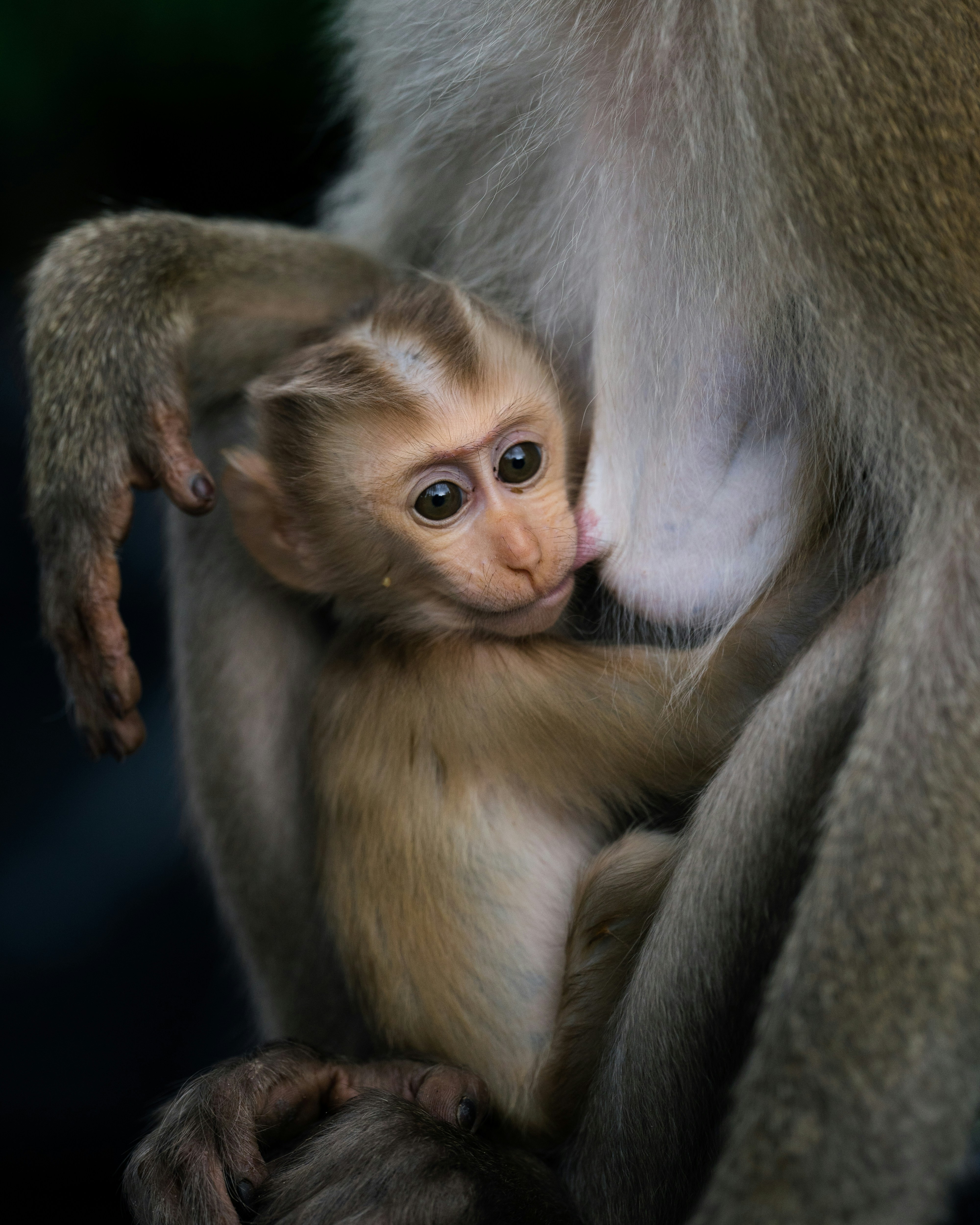 Un bébé singe sur la main d’une personne photo – Photo Scopri la terra ...