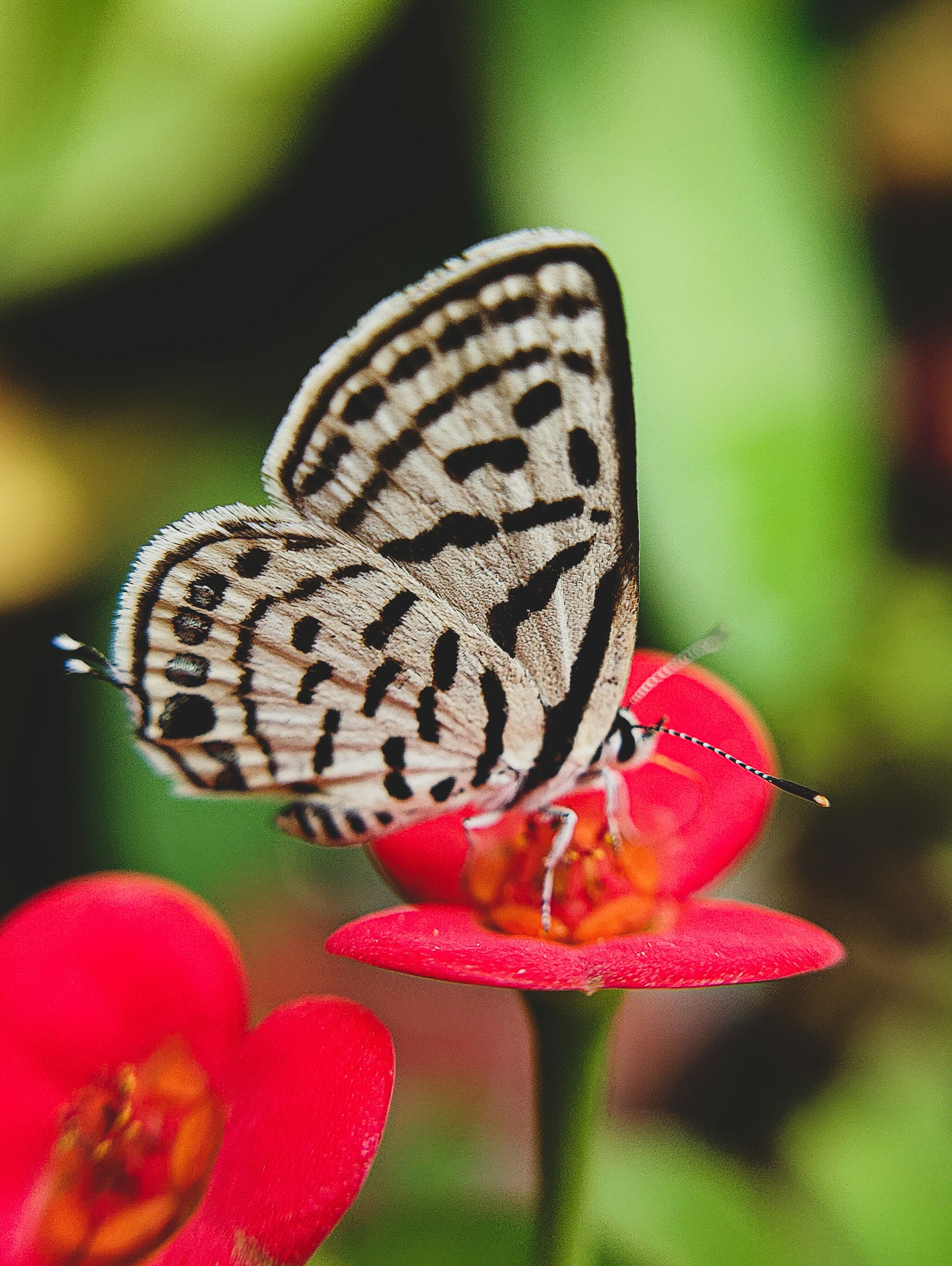 Macro photo of a black-and-white butterfly perched on vibrant red flowers, with a softly blurred green background.