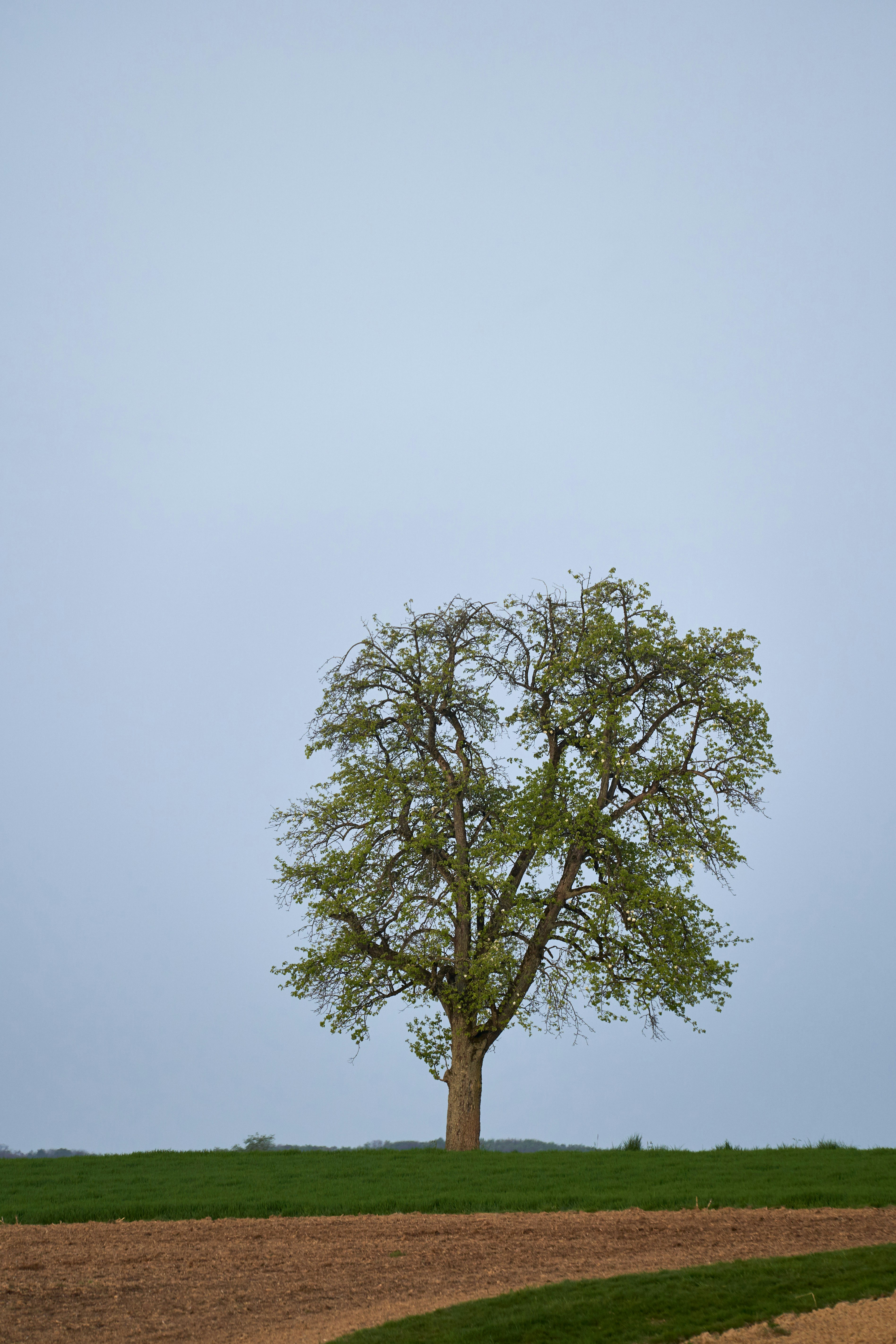 A tree in a field photo – Free Single tree Image on Unsplash