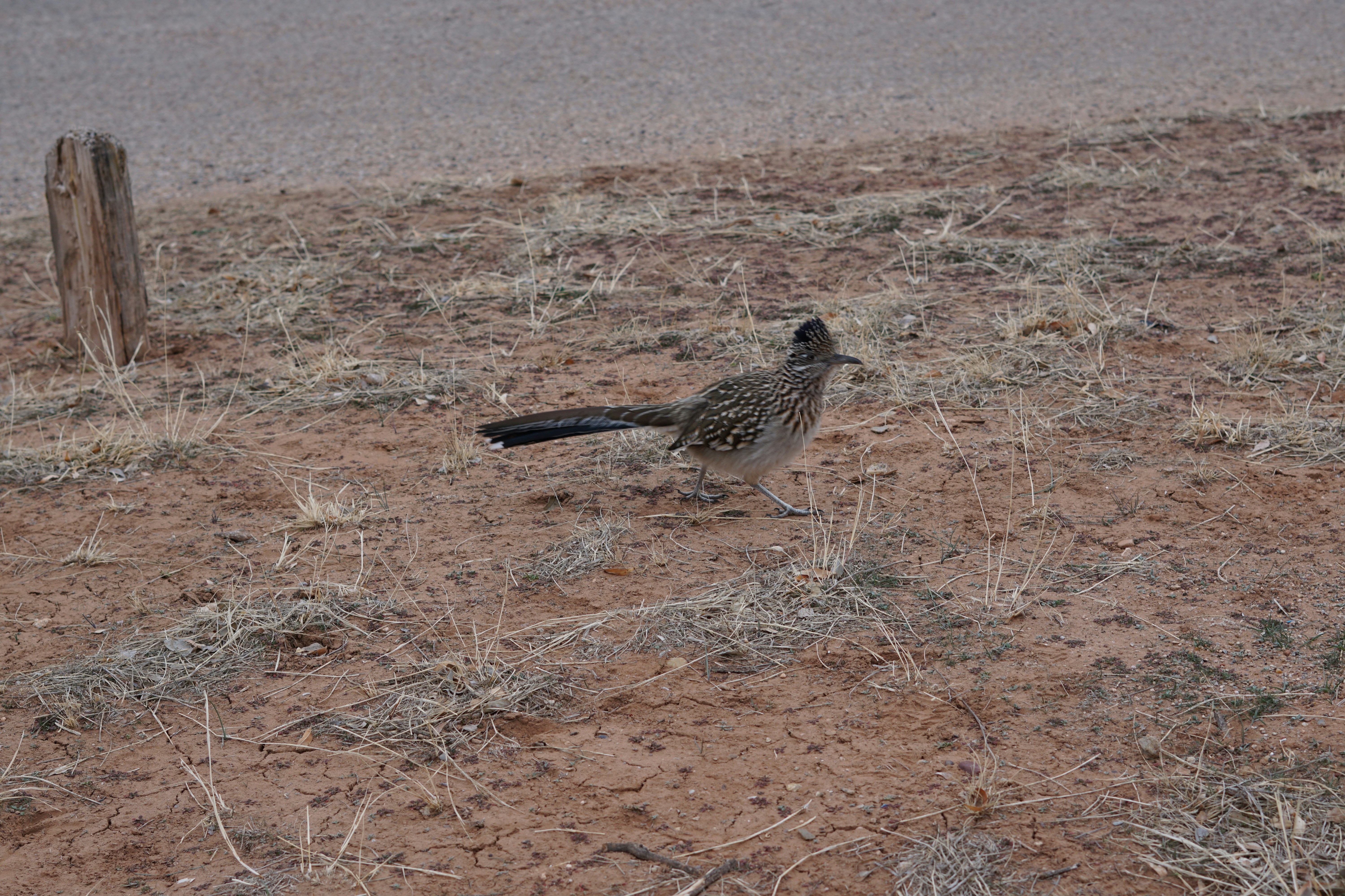Un pájaro caminando por el suelo foto – Imagen de Cañón de Palo Duro ...