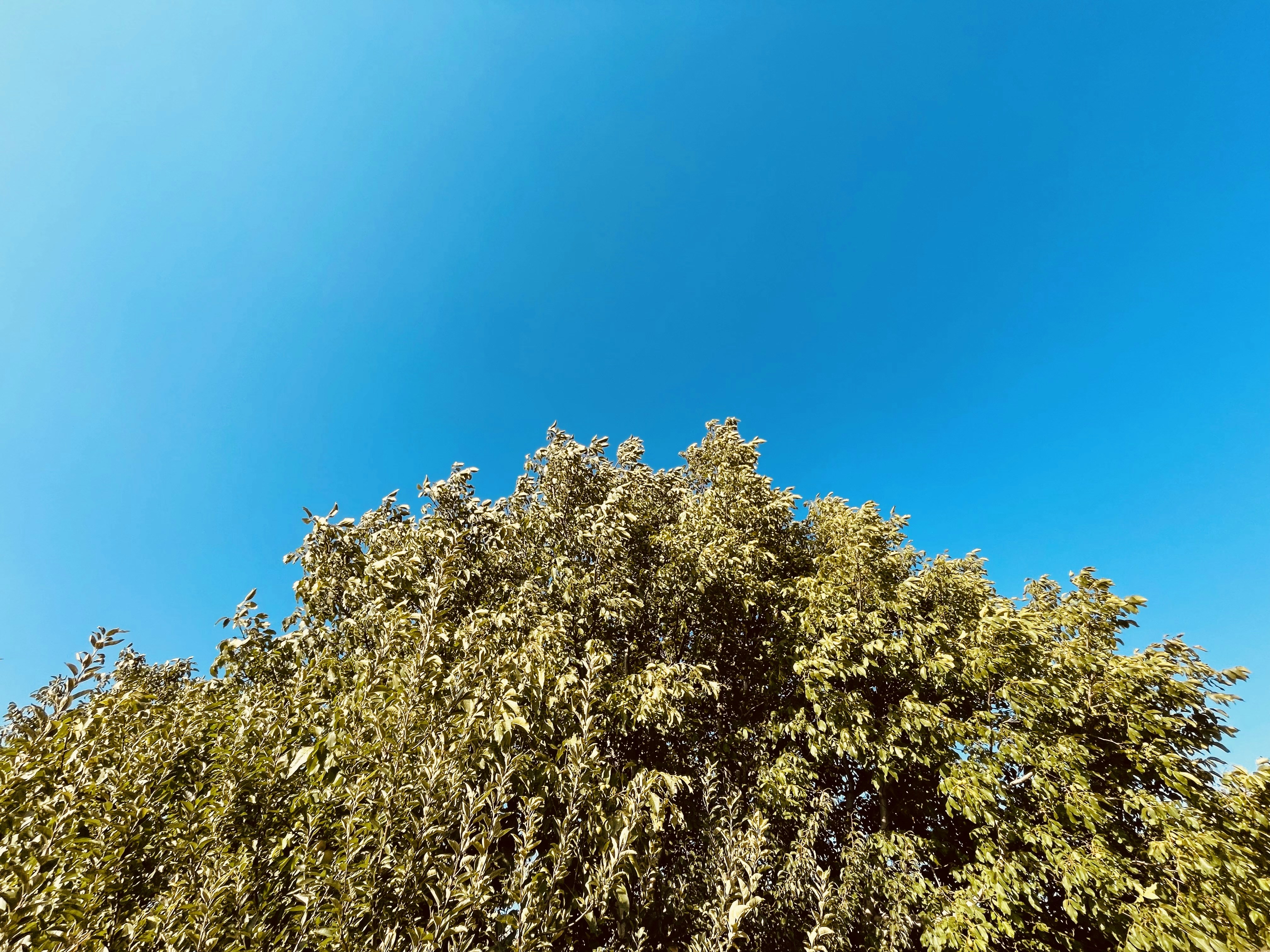 Lush green foliage crowns the scene, contrasting vividly with a bright blue sky.