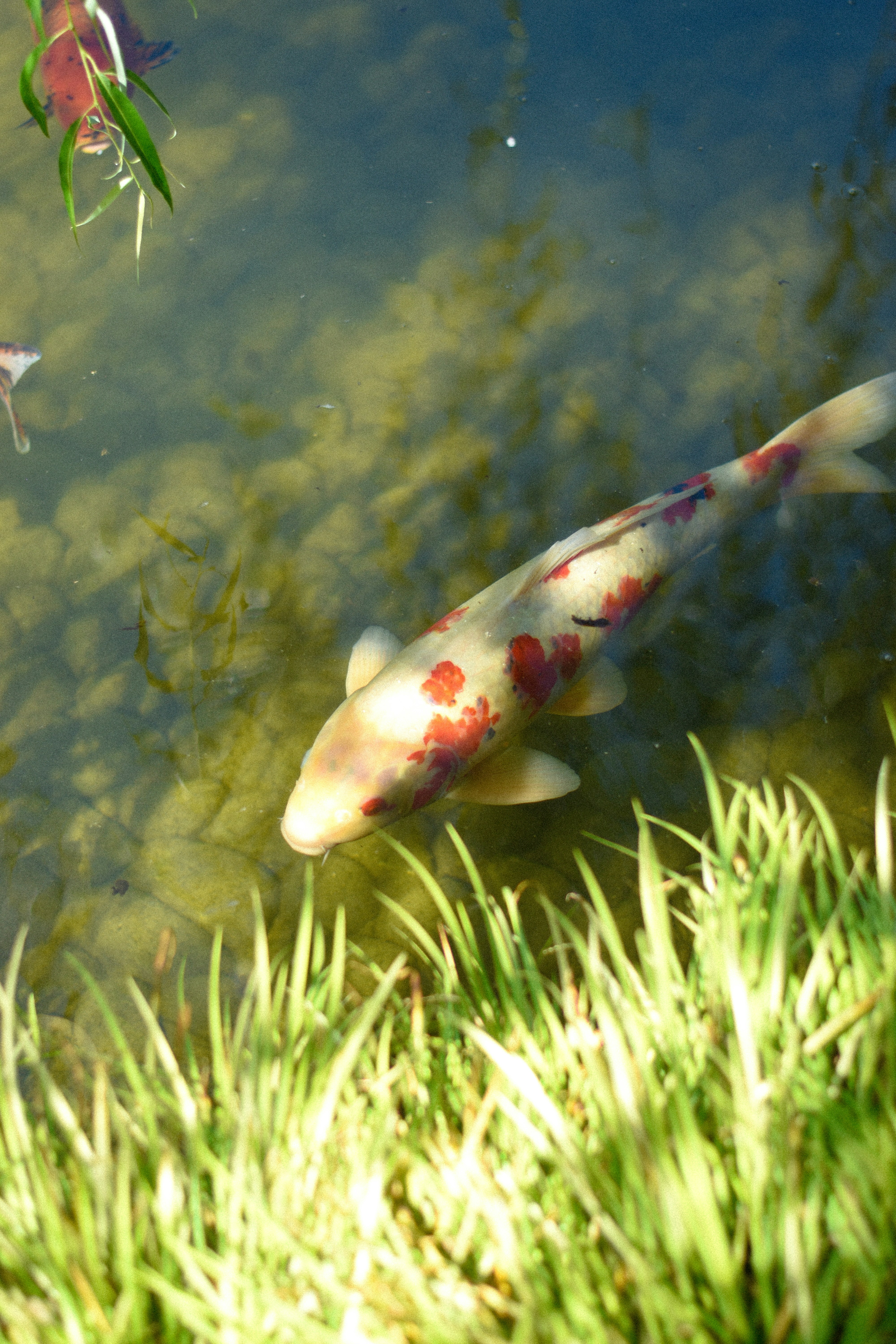 Sunlit Patchwork Koi Sliding Through a Quiet Pond