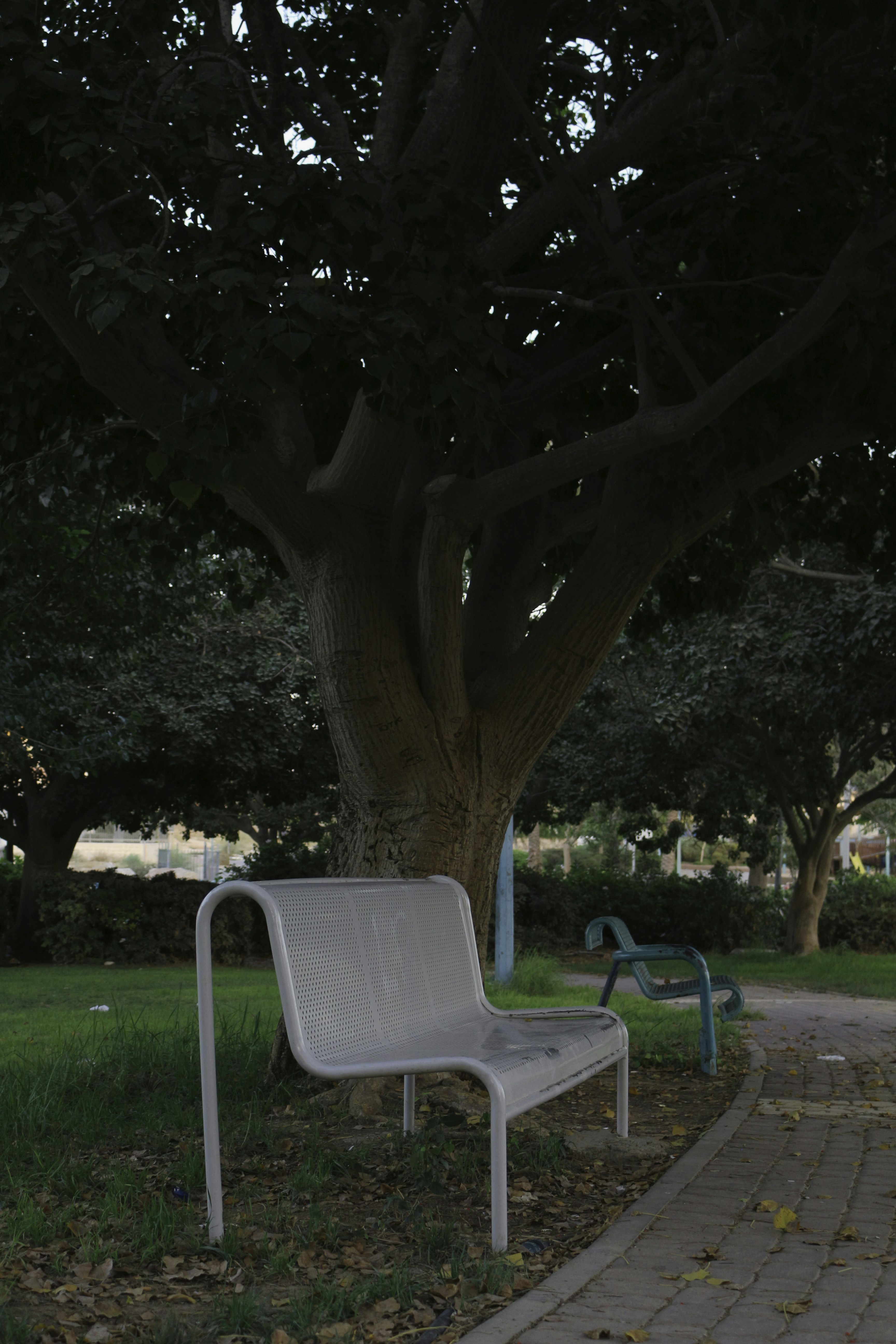 a couple of benches sit under a tree