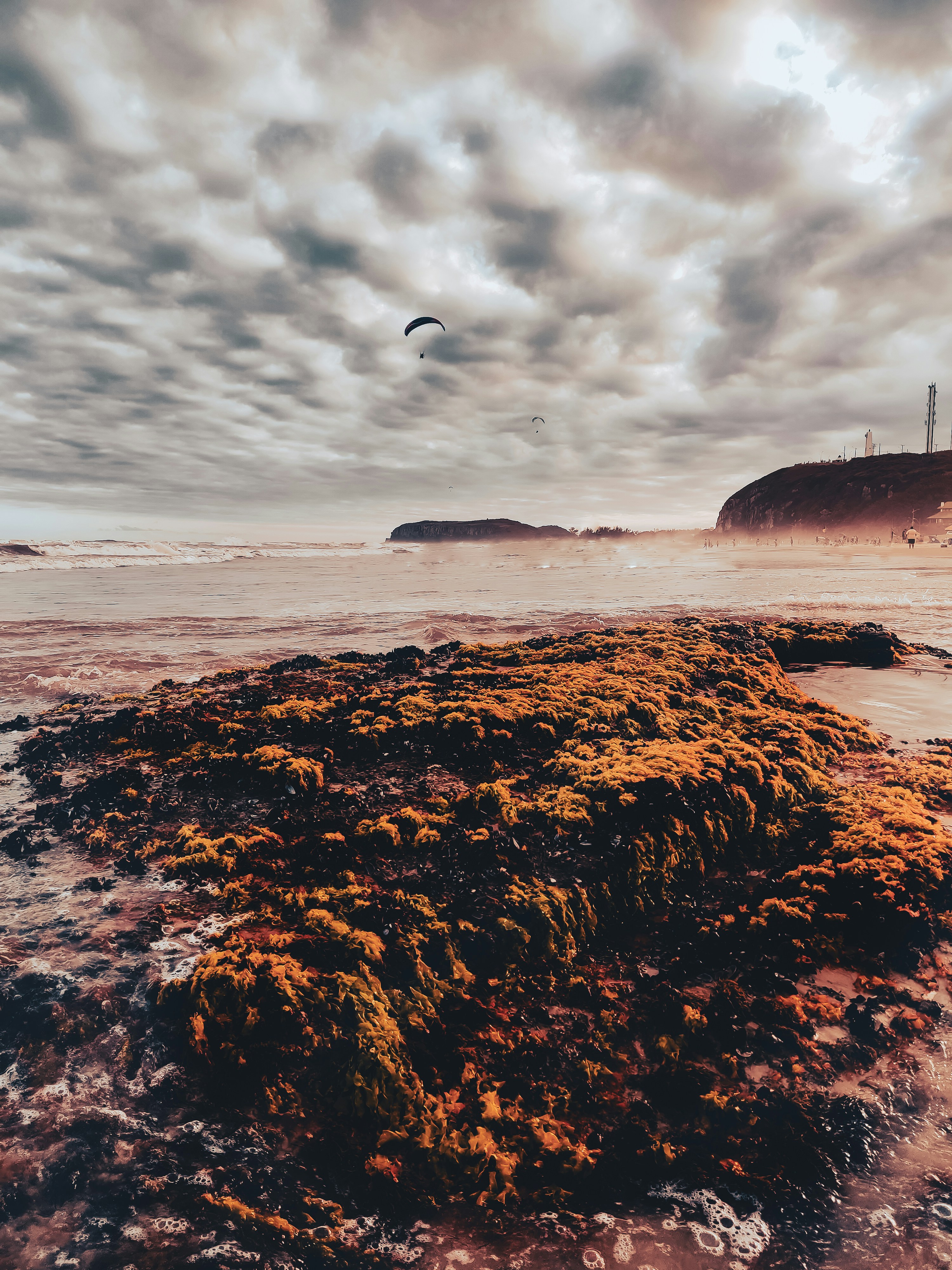 A bird flying over a beach photo – Free Tôrres - torres Image on Unsplash