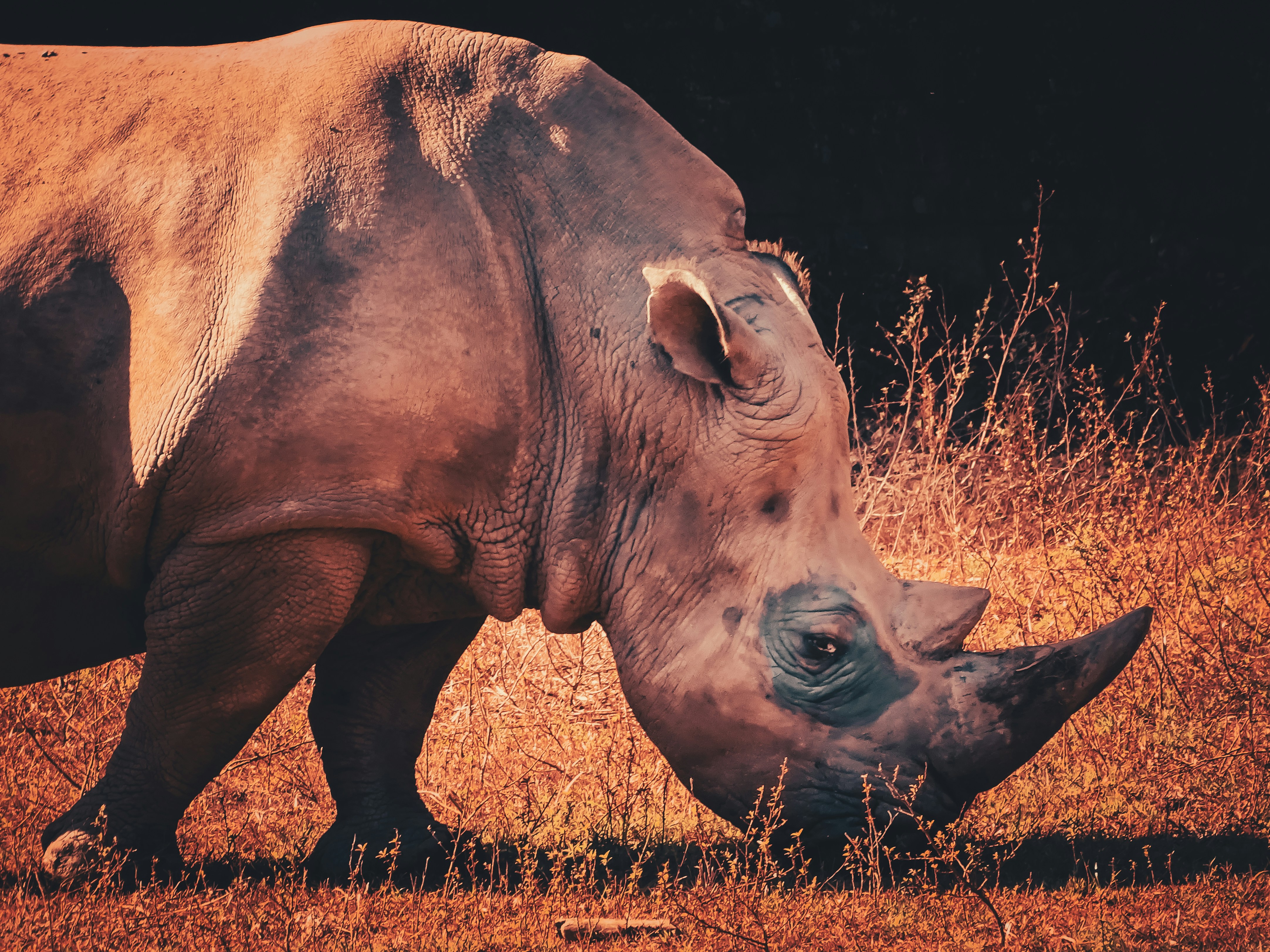 A rhino walking 🦏