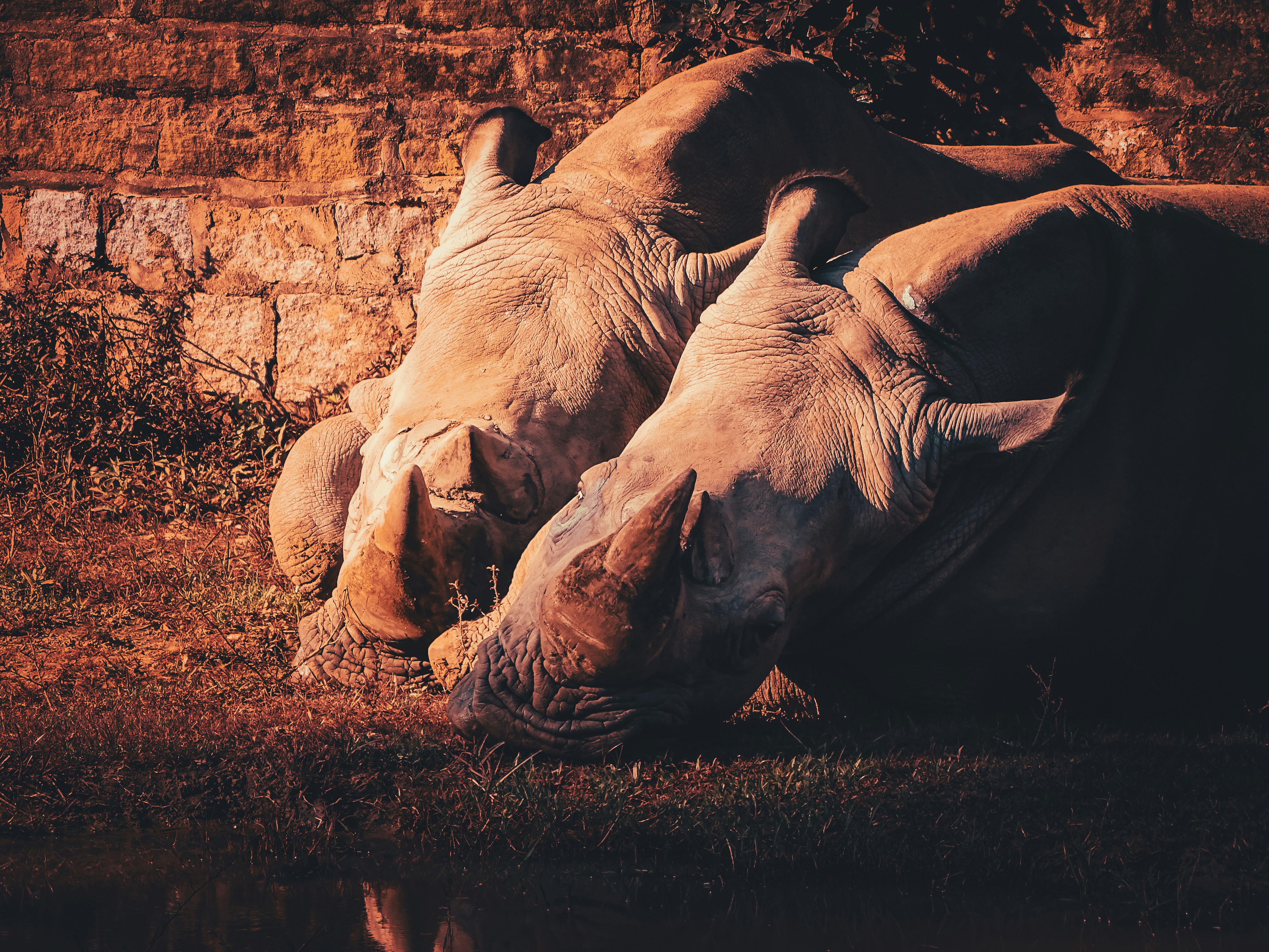 A group of animals lying down photo – Free Brazil Image on Unsplash