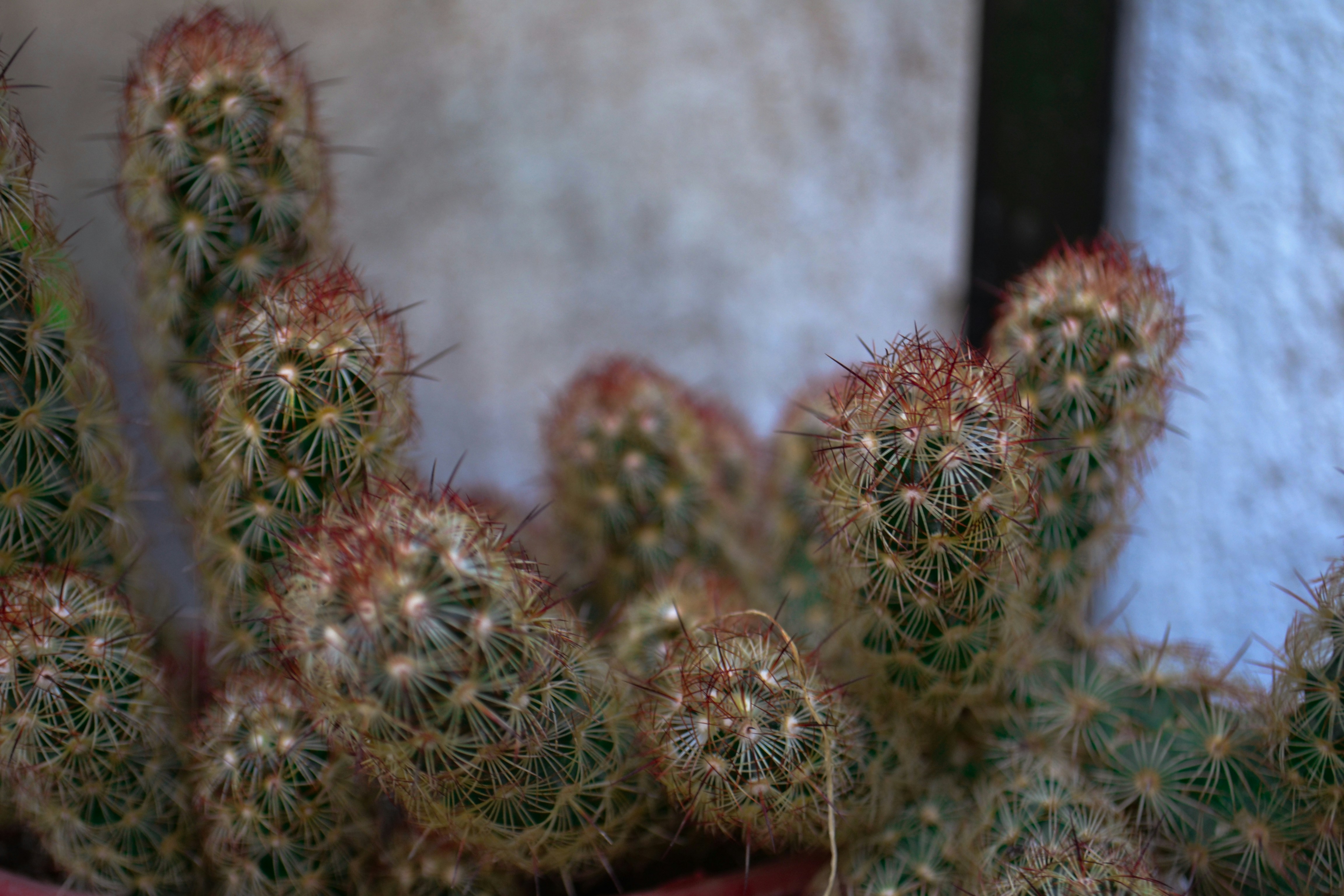 a group of cactus