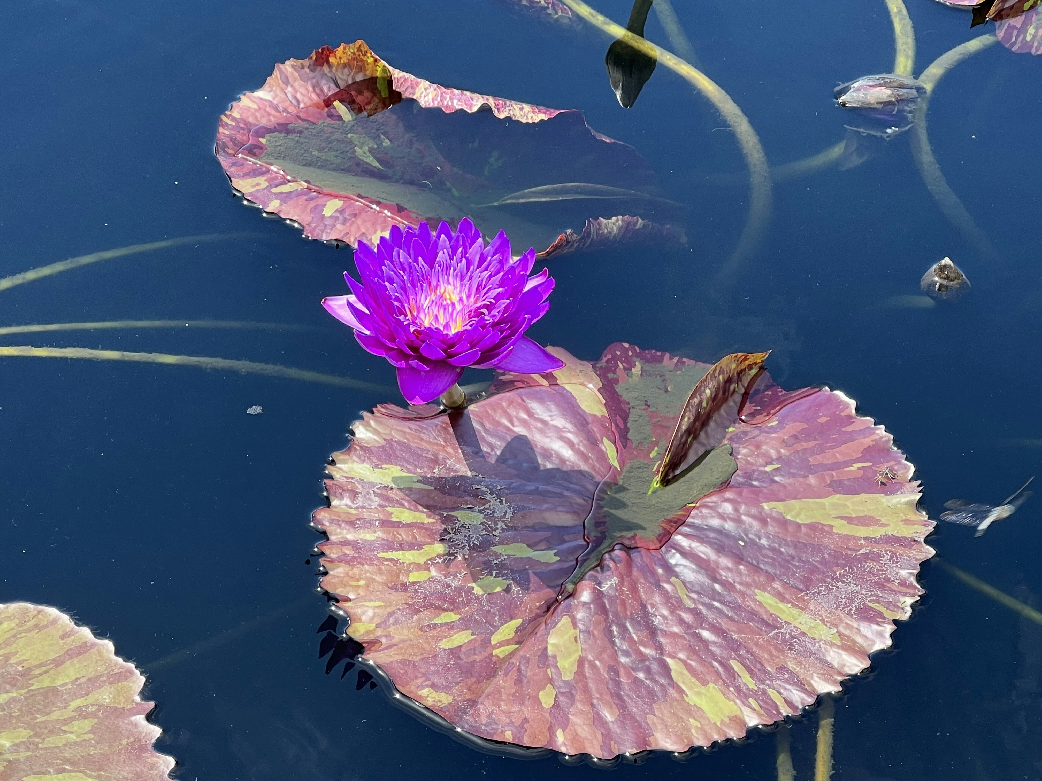 a group of colorful flowers