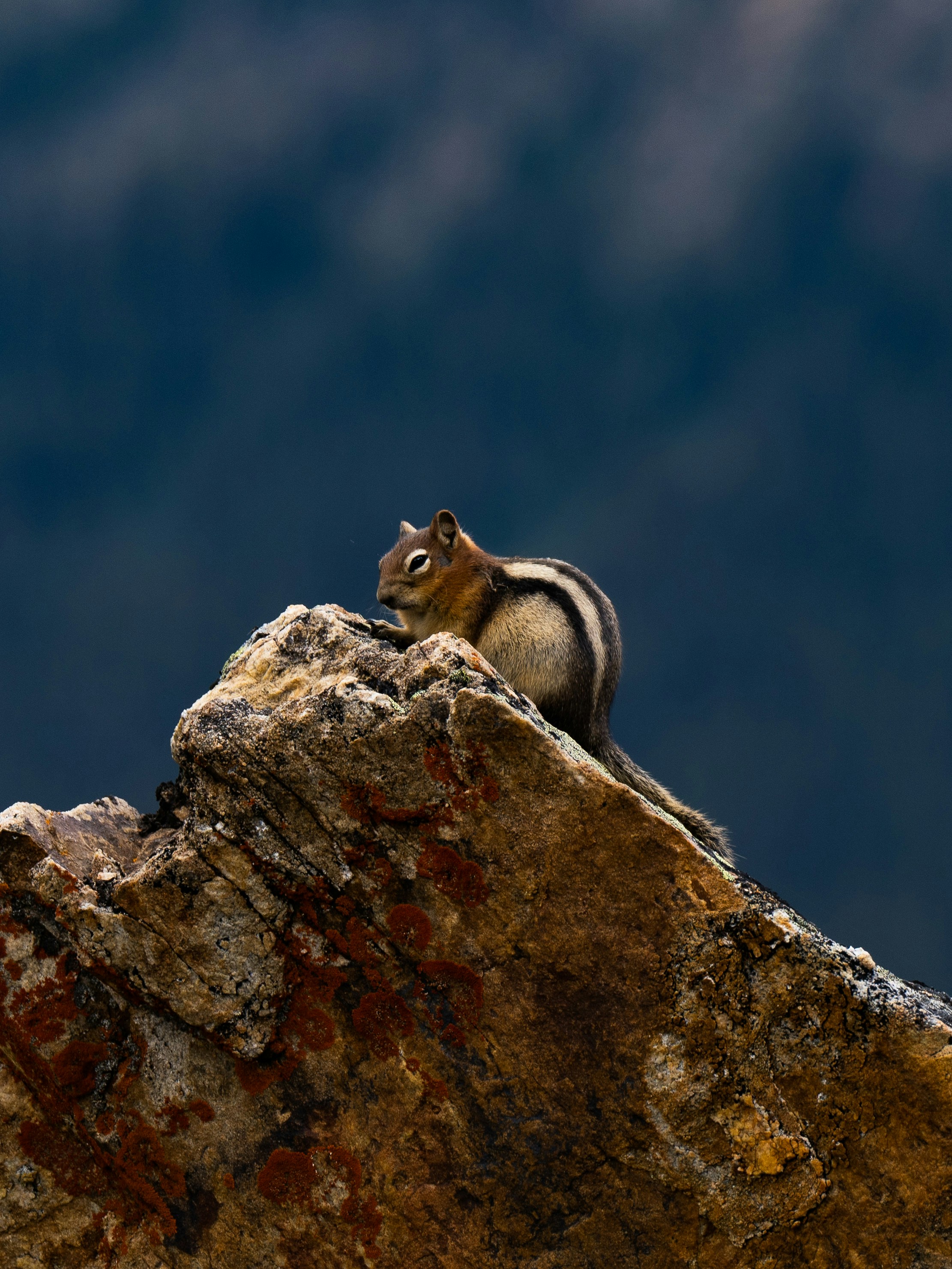Un écureuil sur un rocher photo – Photo Animal Gratuite sur Unsplash