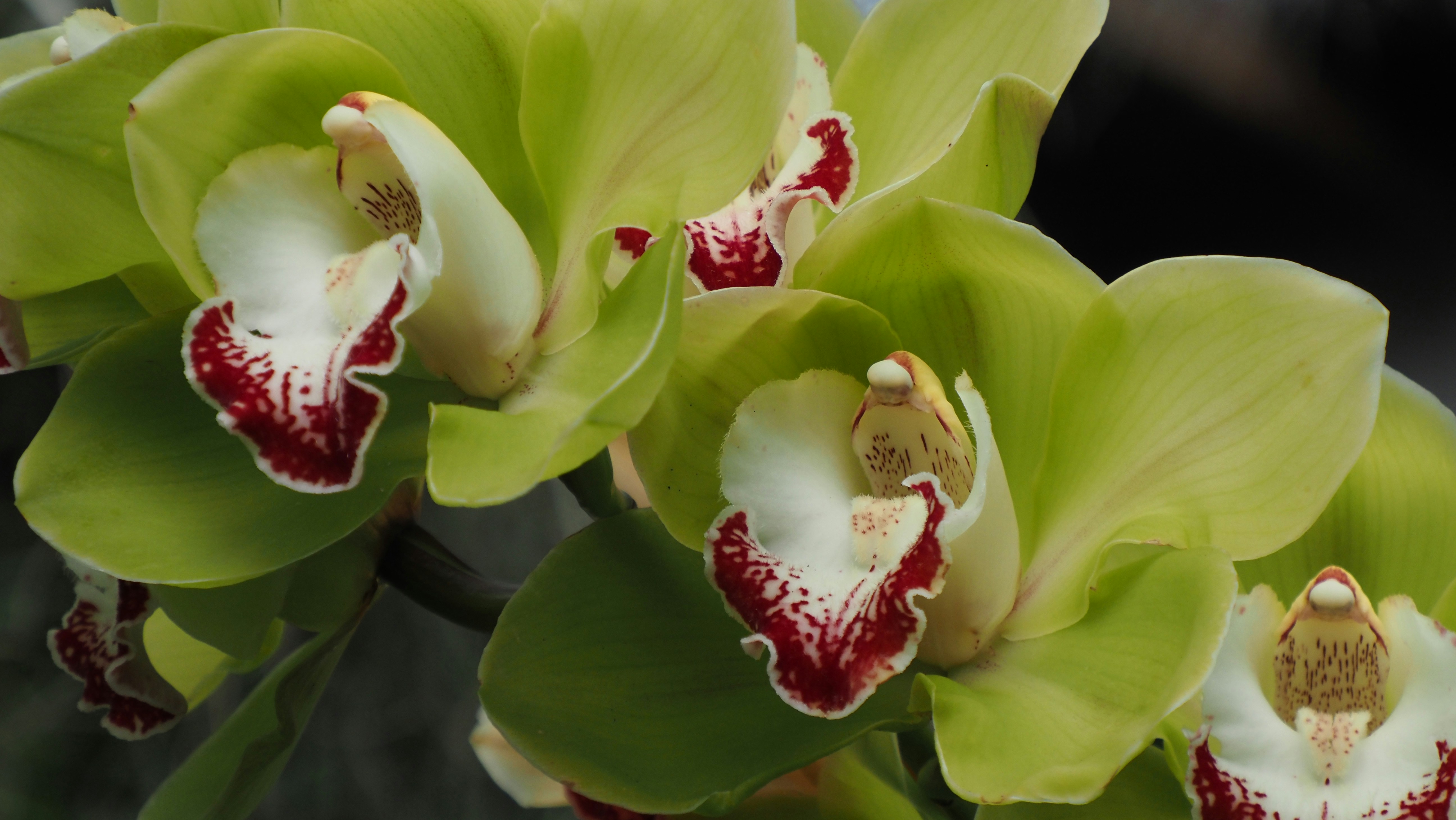 Emerald Orchids in Focus: Delicate Lip Patterns and Lush Green Bloom
