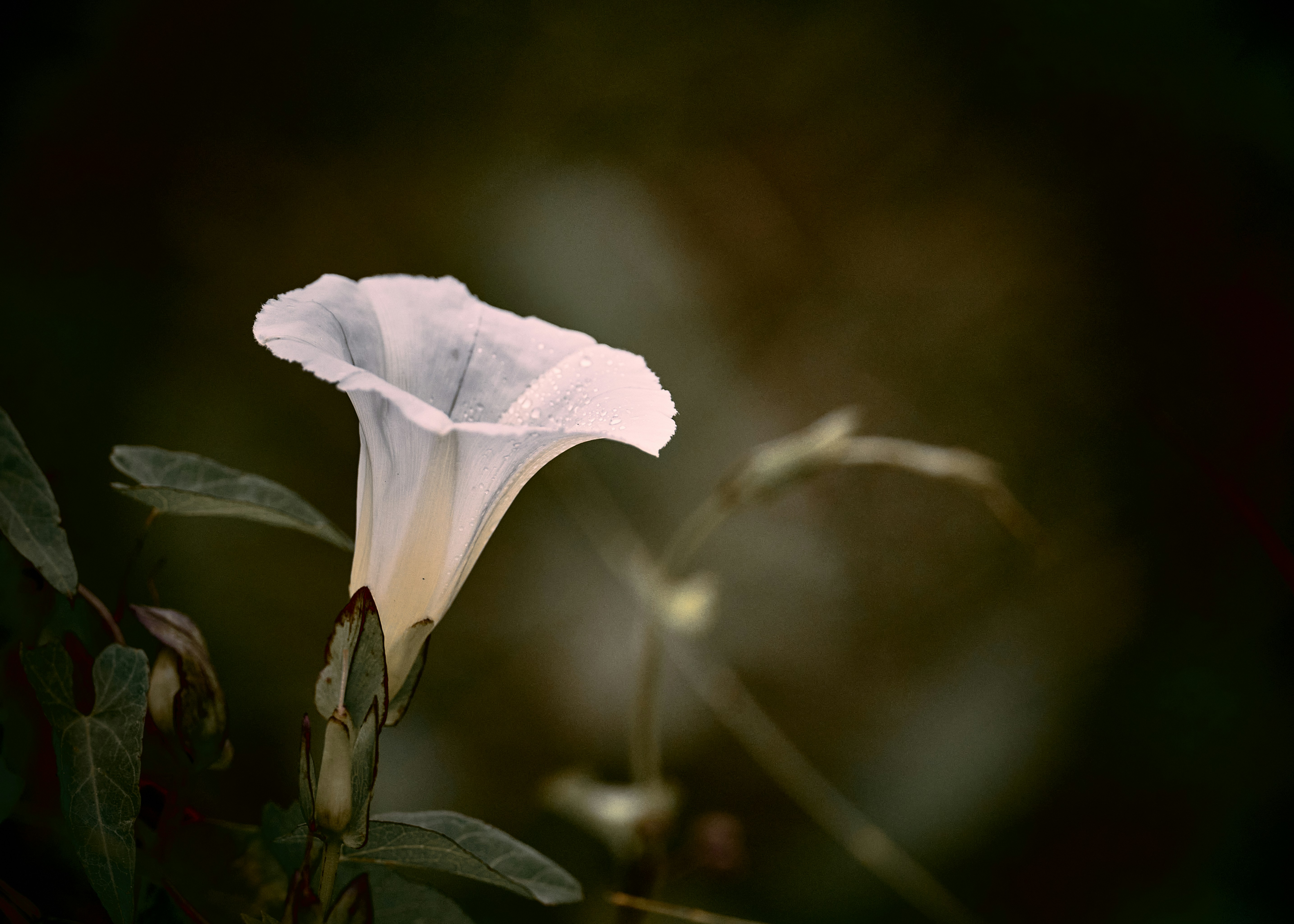 White Trumpet Bloom Piercing the Velvet Night