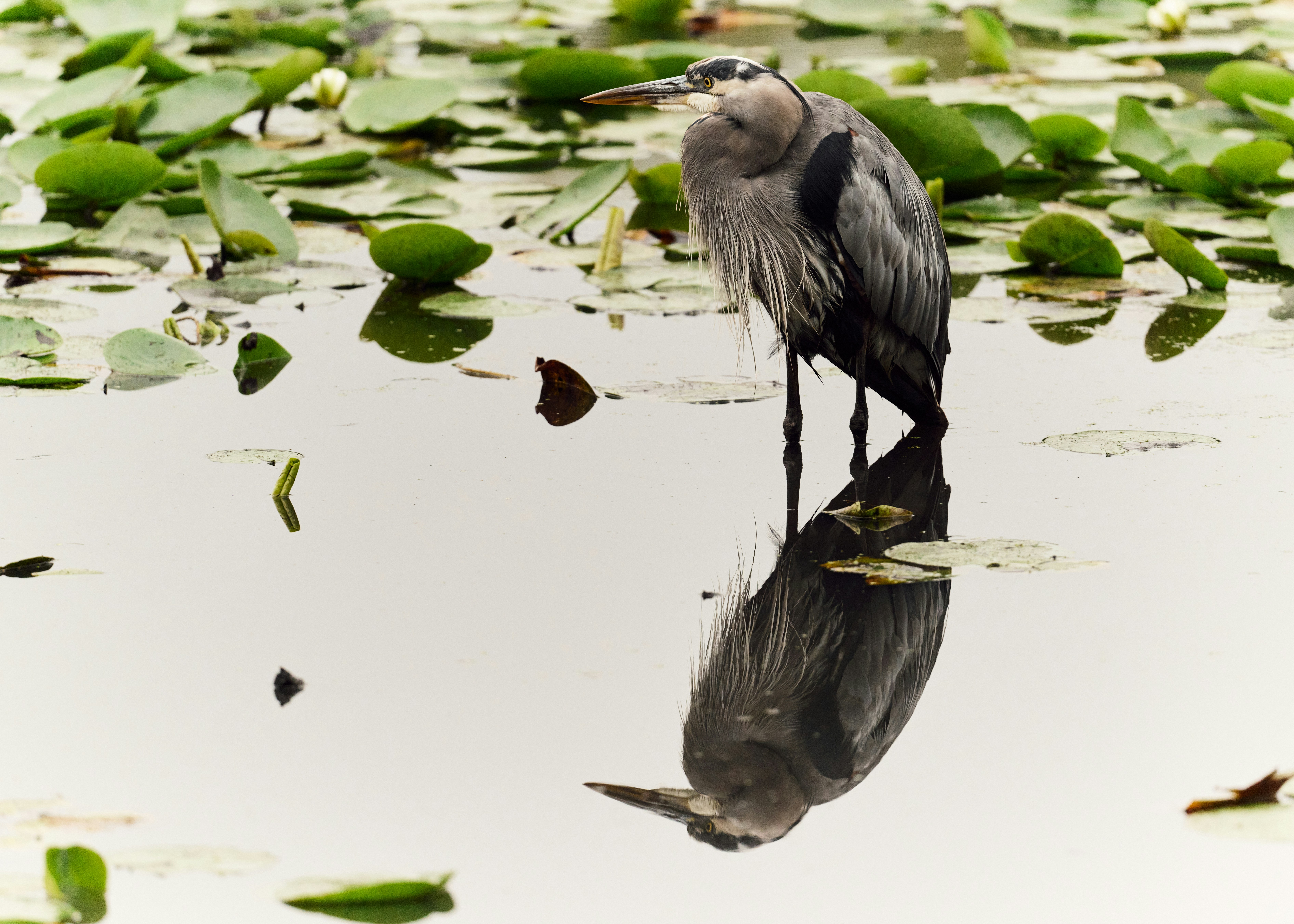 Great blue heron standing amidst lily pads in a tranquil pond, mirrored in the still water below.