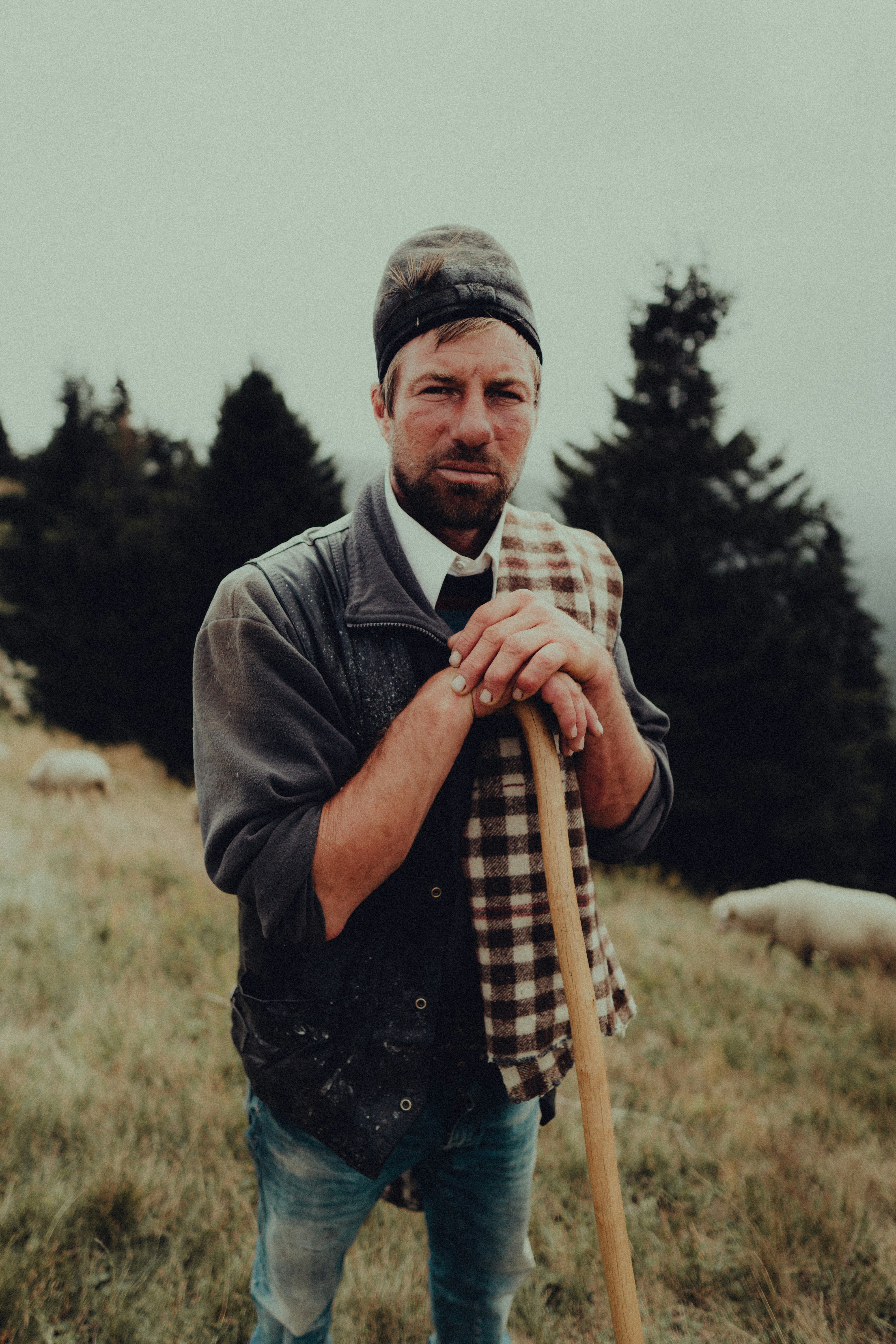 Herder in a Highland Field: A Quiet Moment with the Walking Stick