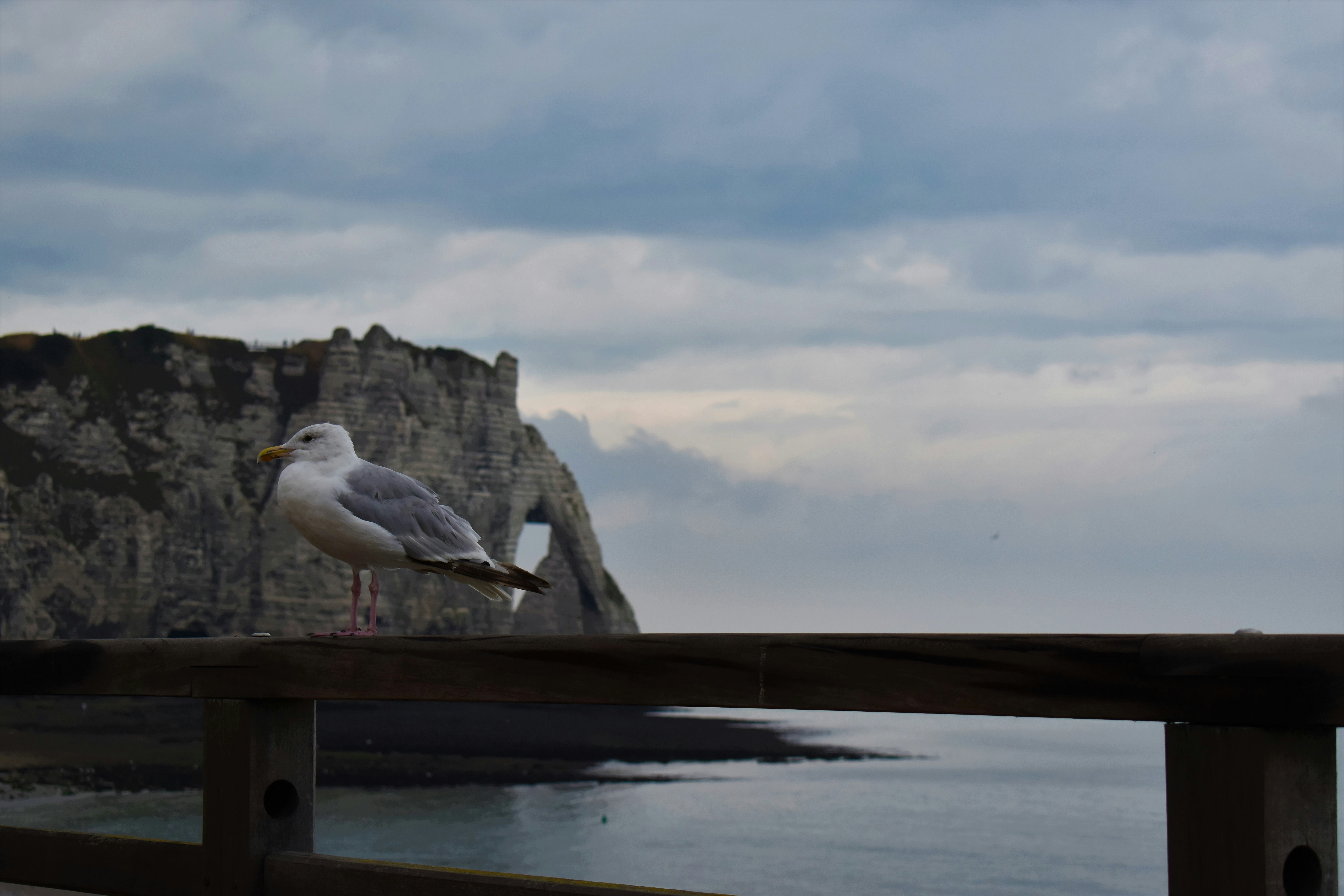 Seagull Seated at the Cliff Edge