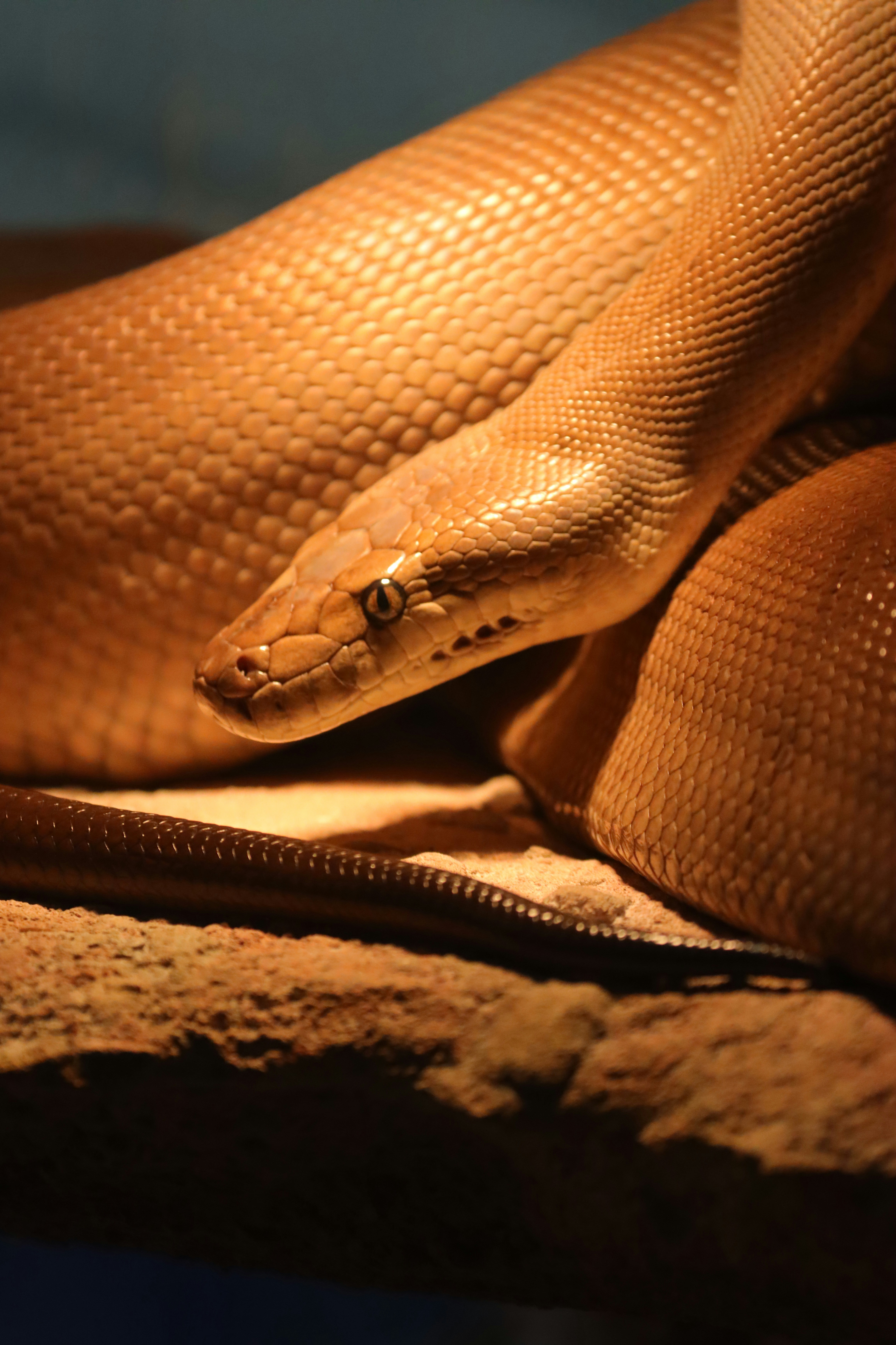 A snake on a blanket photo – Free Reptile Image on Unsplash