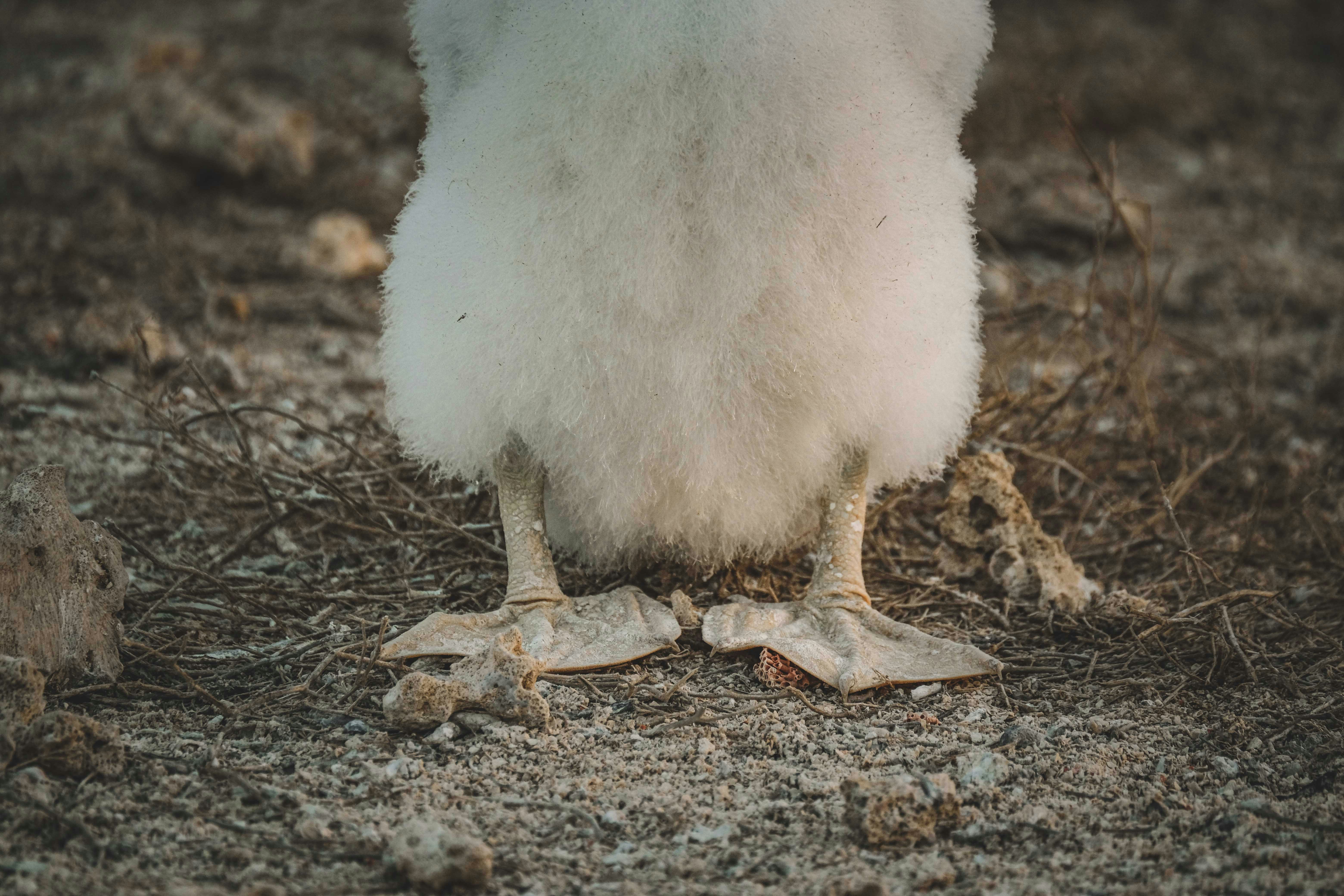 a small white bird