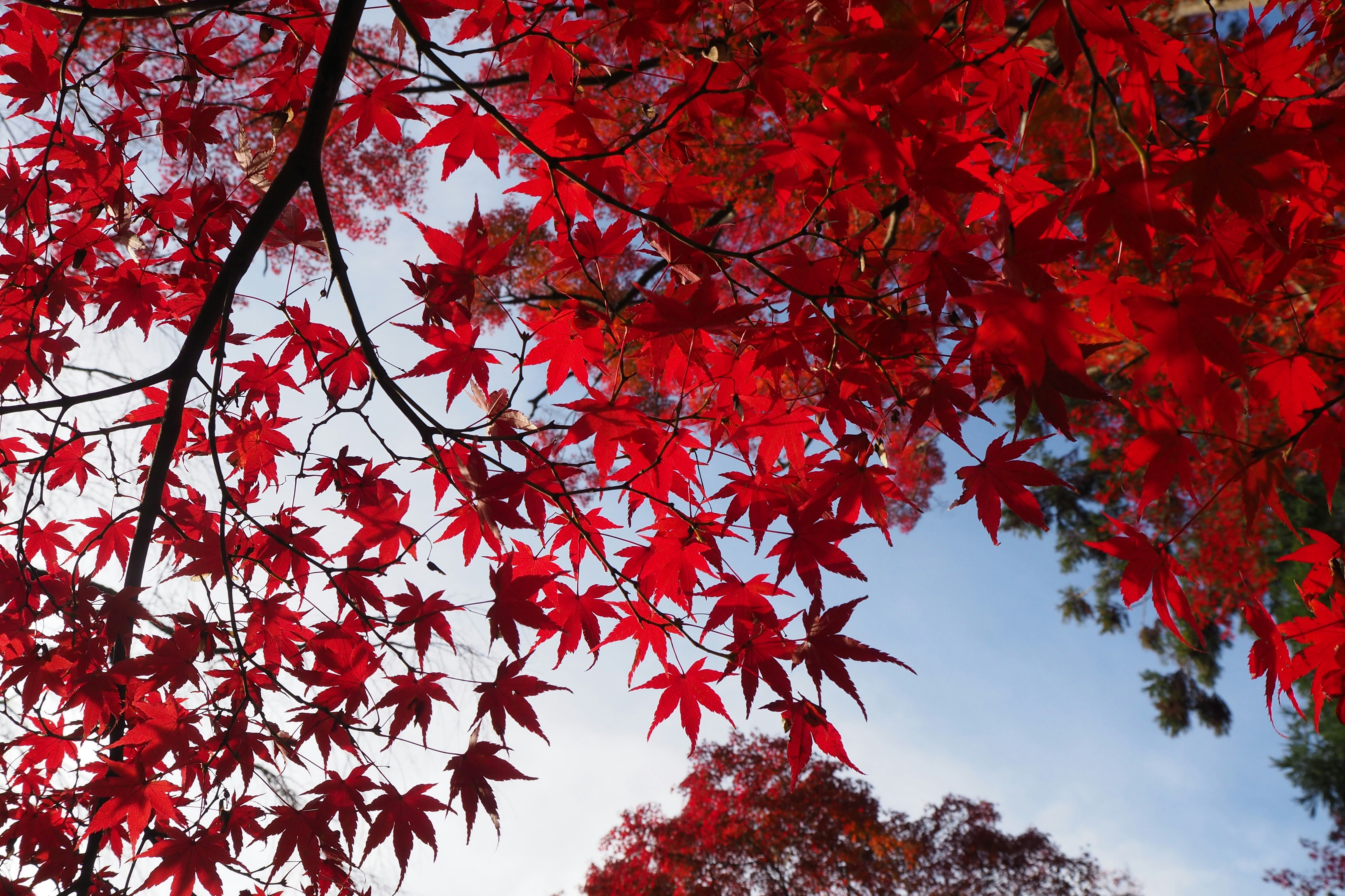 Japanese maple