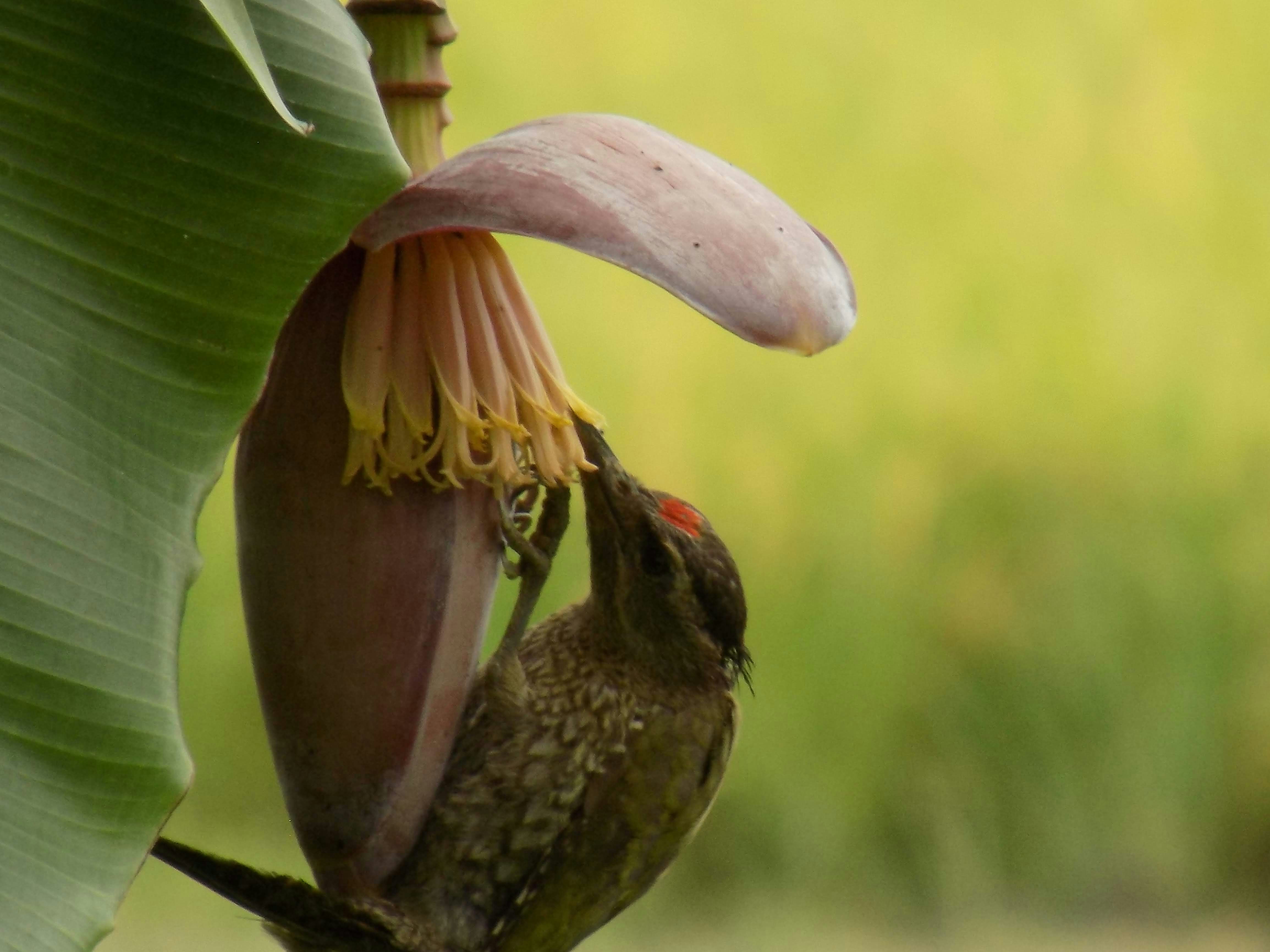 Sorisha Khet Bangladesh Photos | Télécharger des images gratuites sur ...