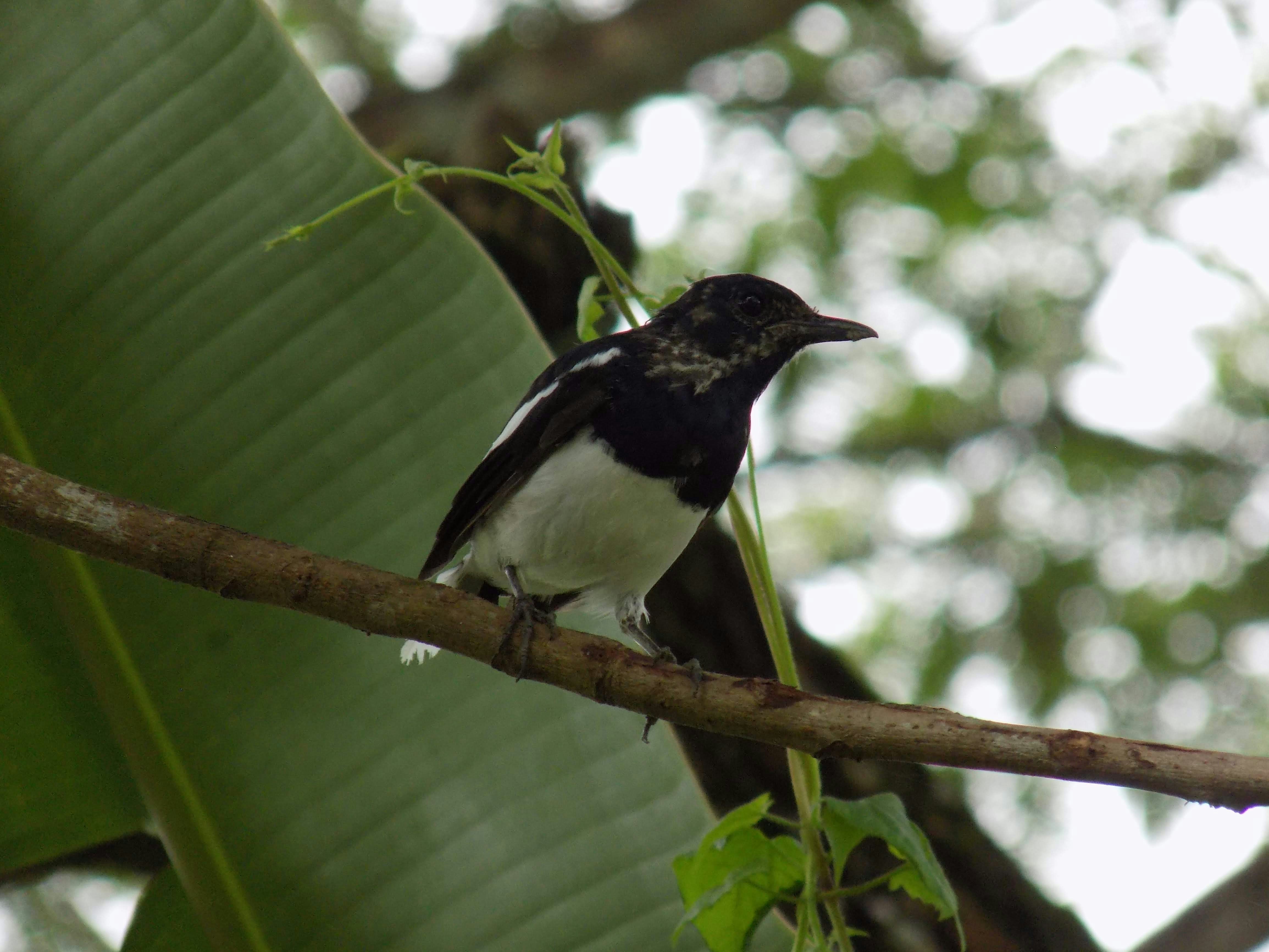 a couple of birds sit on a branch