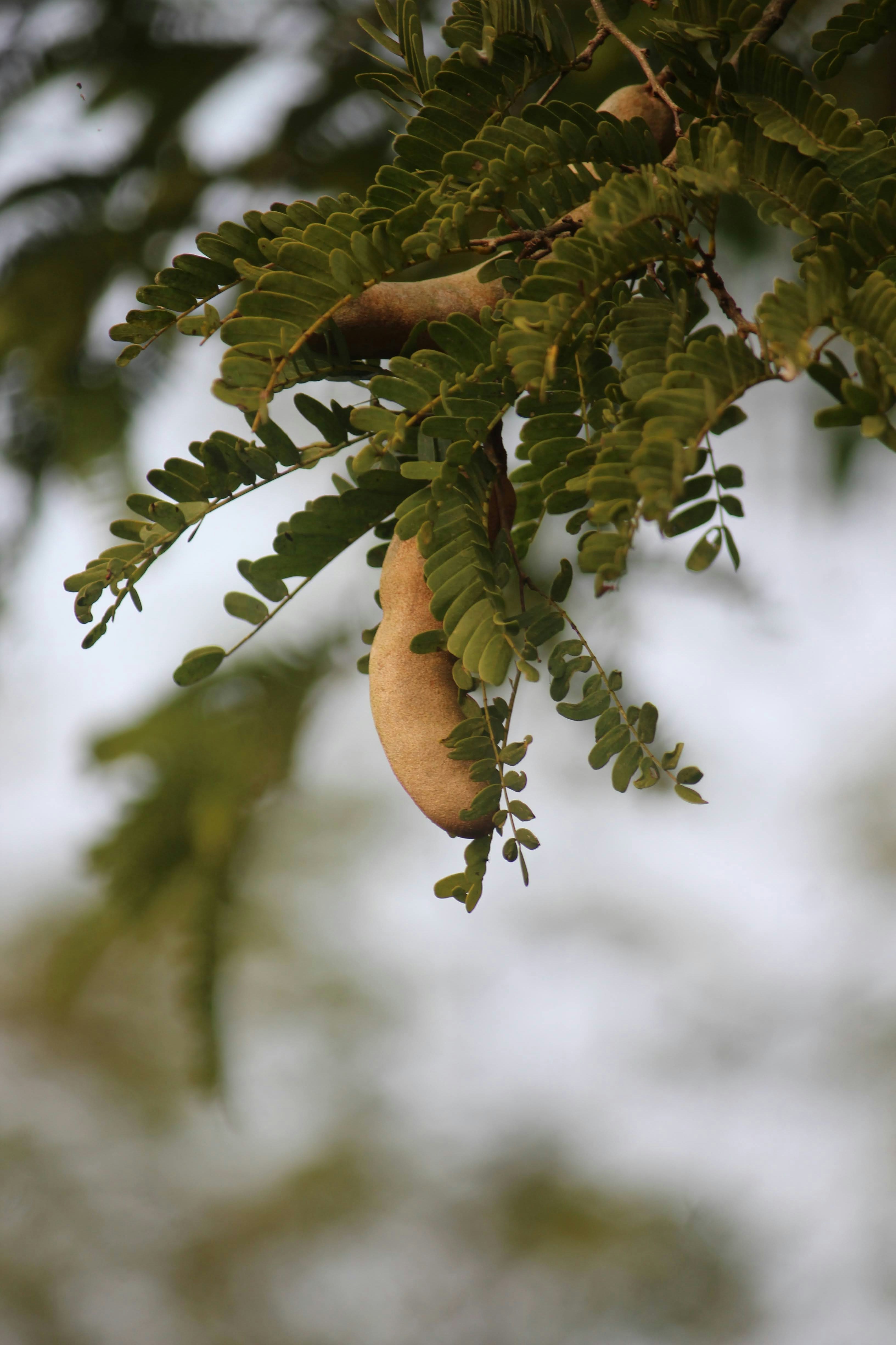A close up of a tree branch photo – Free Bangladesh nature Image on ...