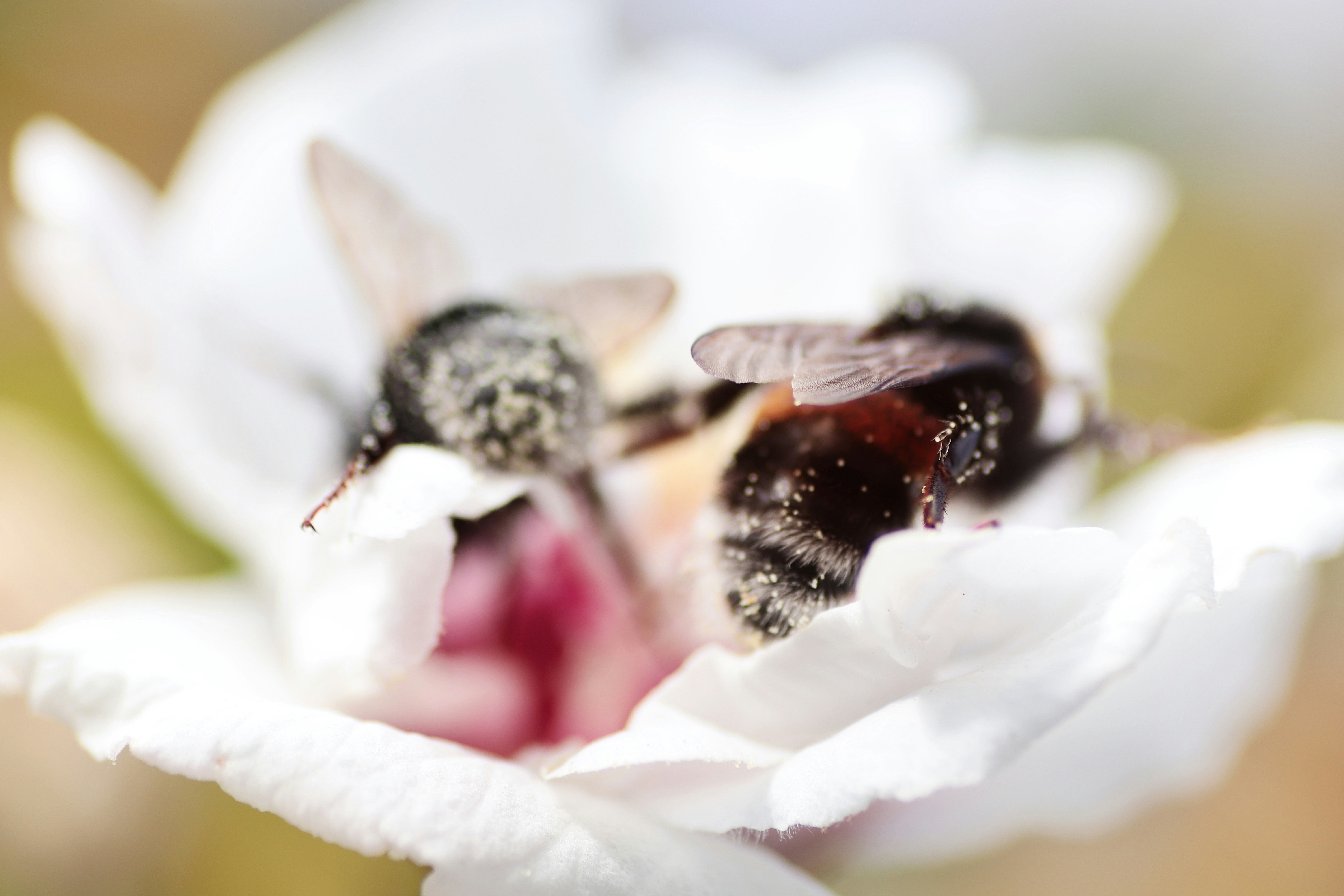 A bee on a flower photo – Free Sweden Image on Unsplash